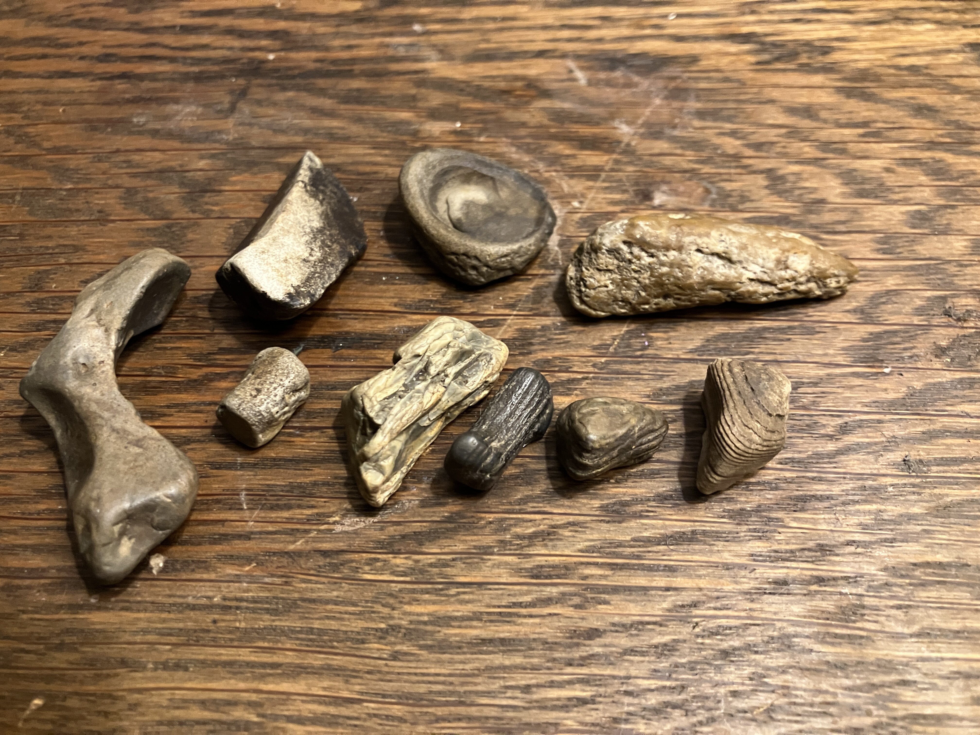 Creek bed finds - Fossil ID - The Fossil Forum