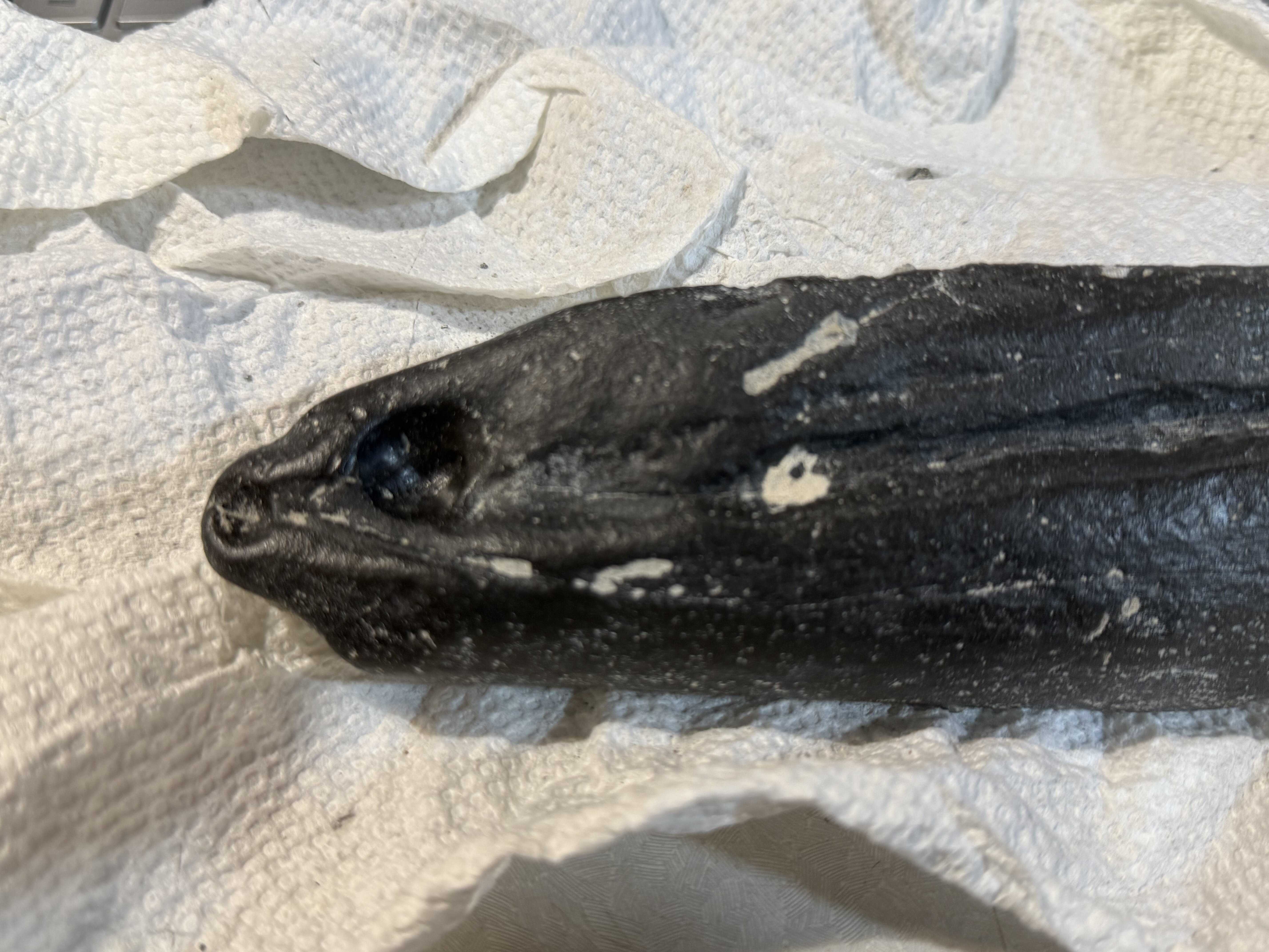 Possible Fish Head Fossil?? Help - Fossil ID - The Fossil Forum