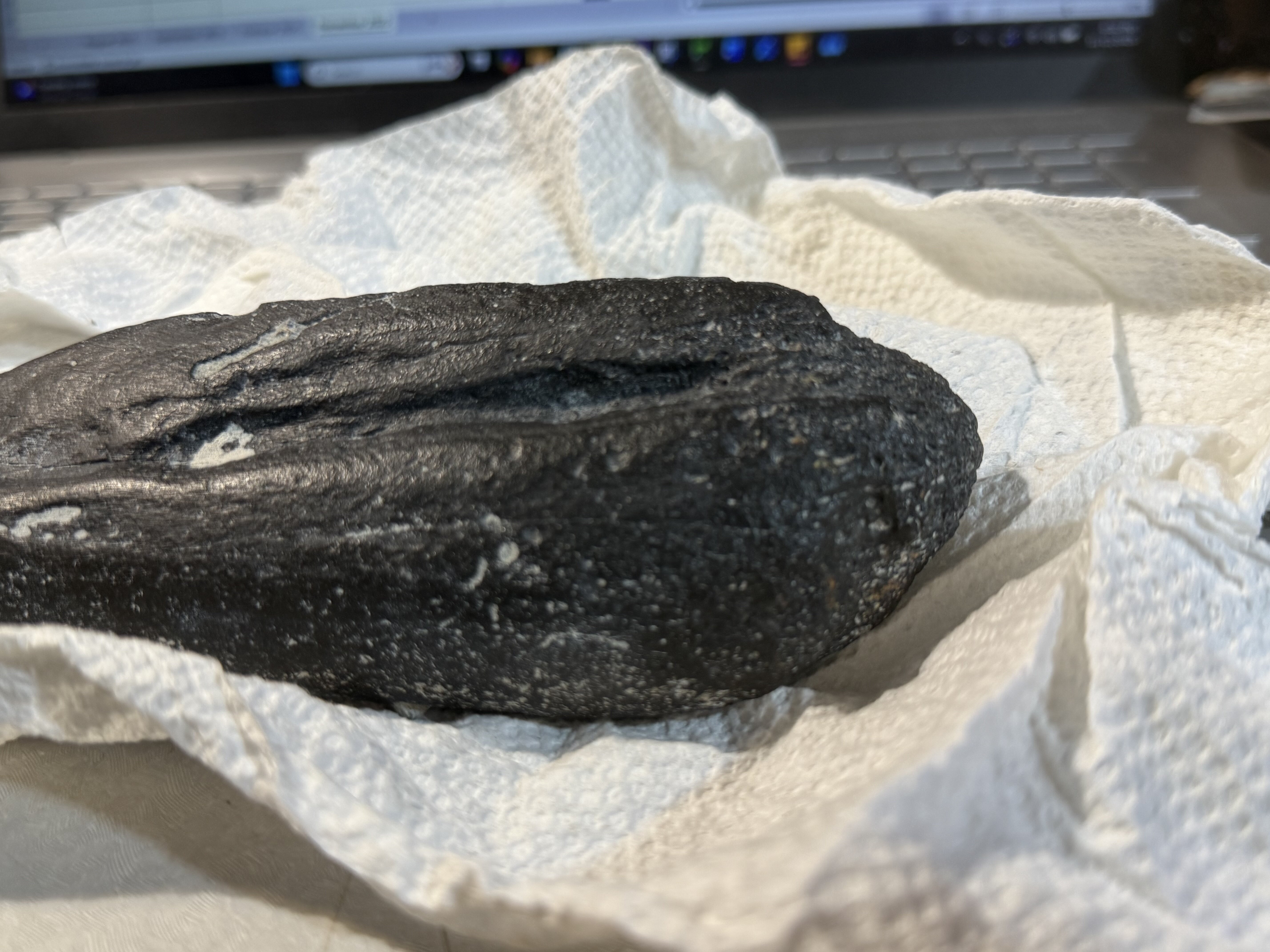 Possible Fish Head Fossil?? Help - Fossil ID - The Fossil Forum
