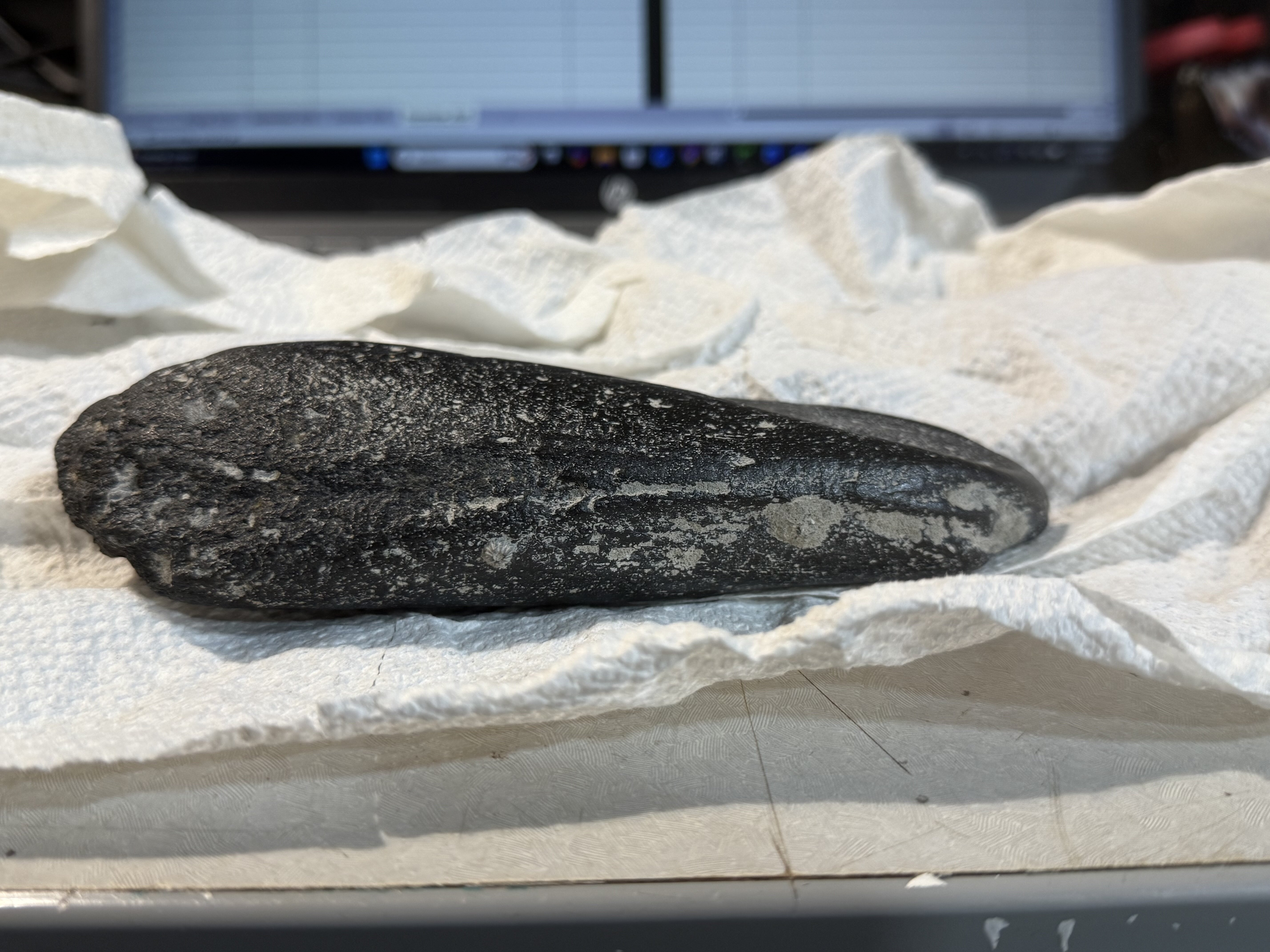 Possible Fish Head Fossil?? Help - Fossil ID - The Fossil Forum