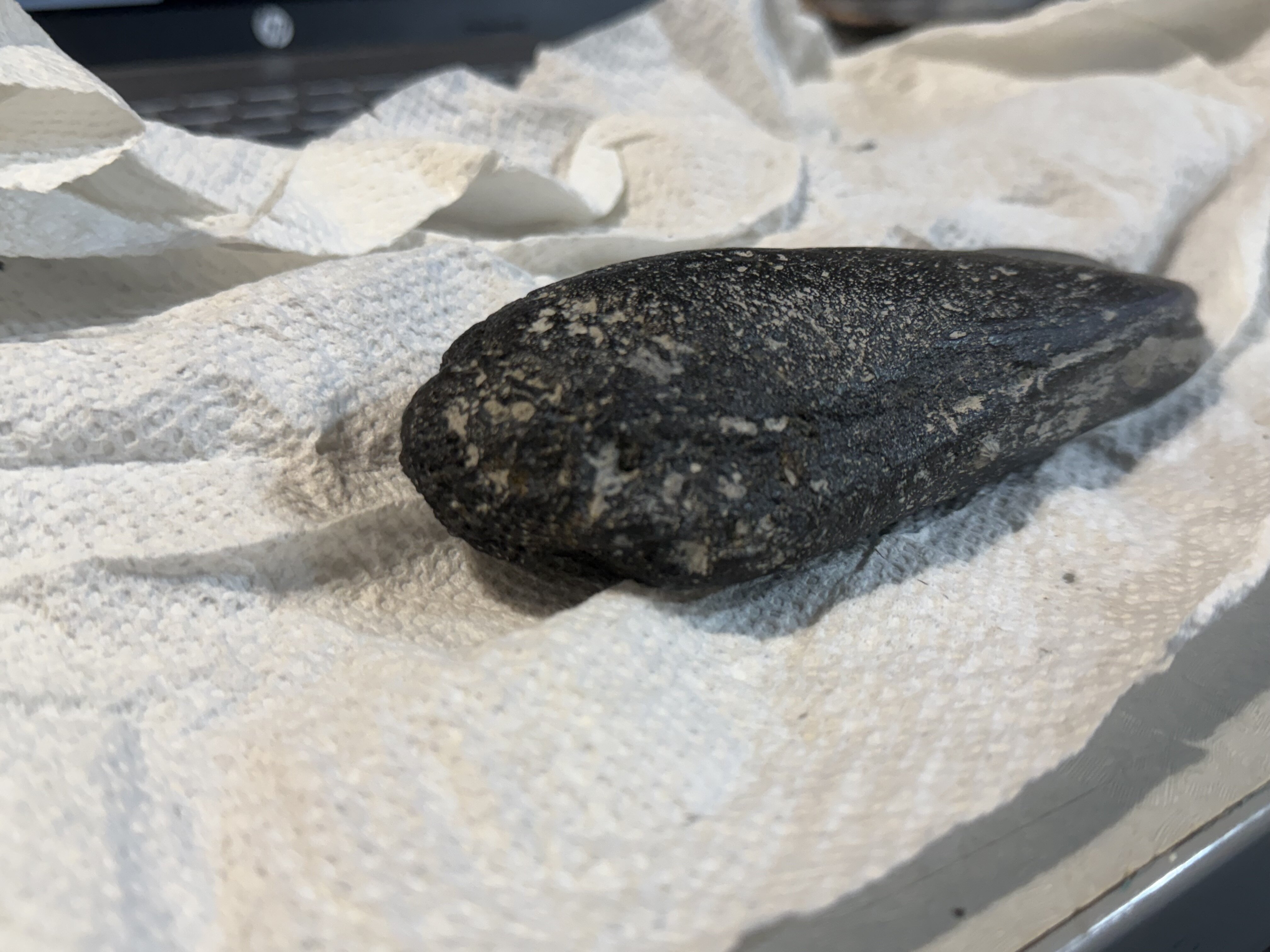 Possible Fish Head Fossil?? Help - Fossil ID - The Fossil Forum