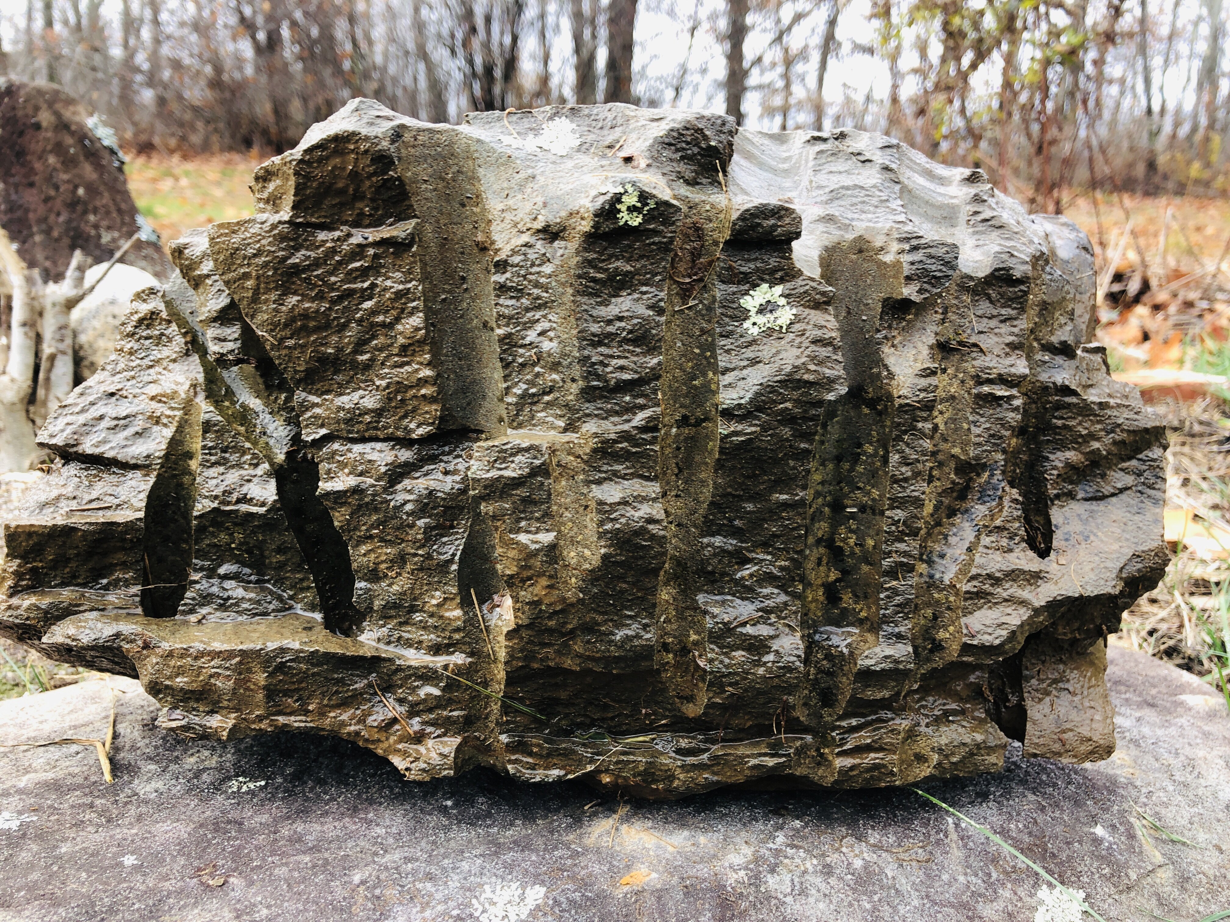 Fossilized tree, trace fossil, burrowed holes by marine organisms ...