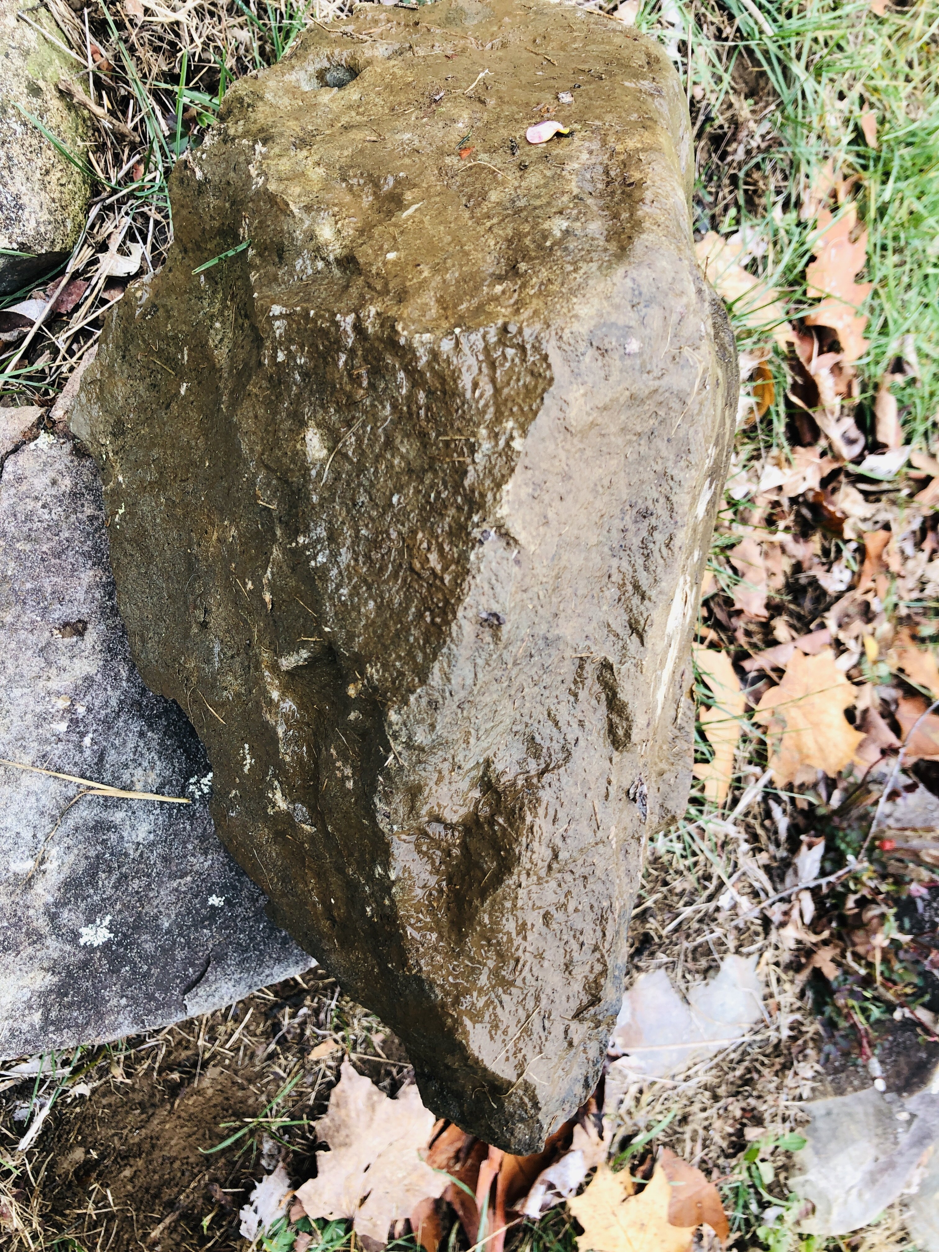 Fossilized tree, trace fossil, burrowed holes by marine organisms ...