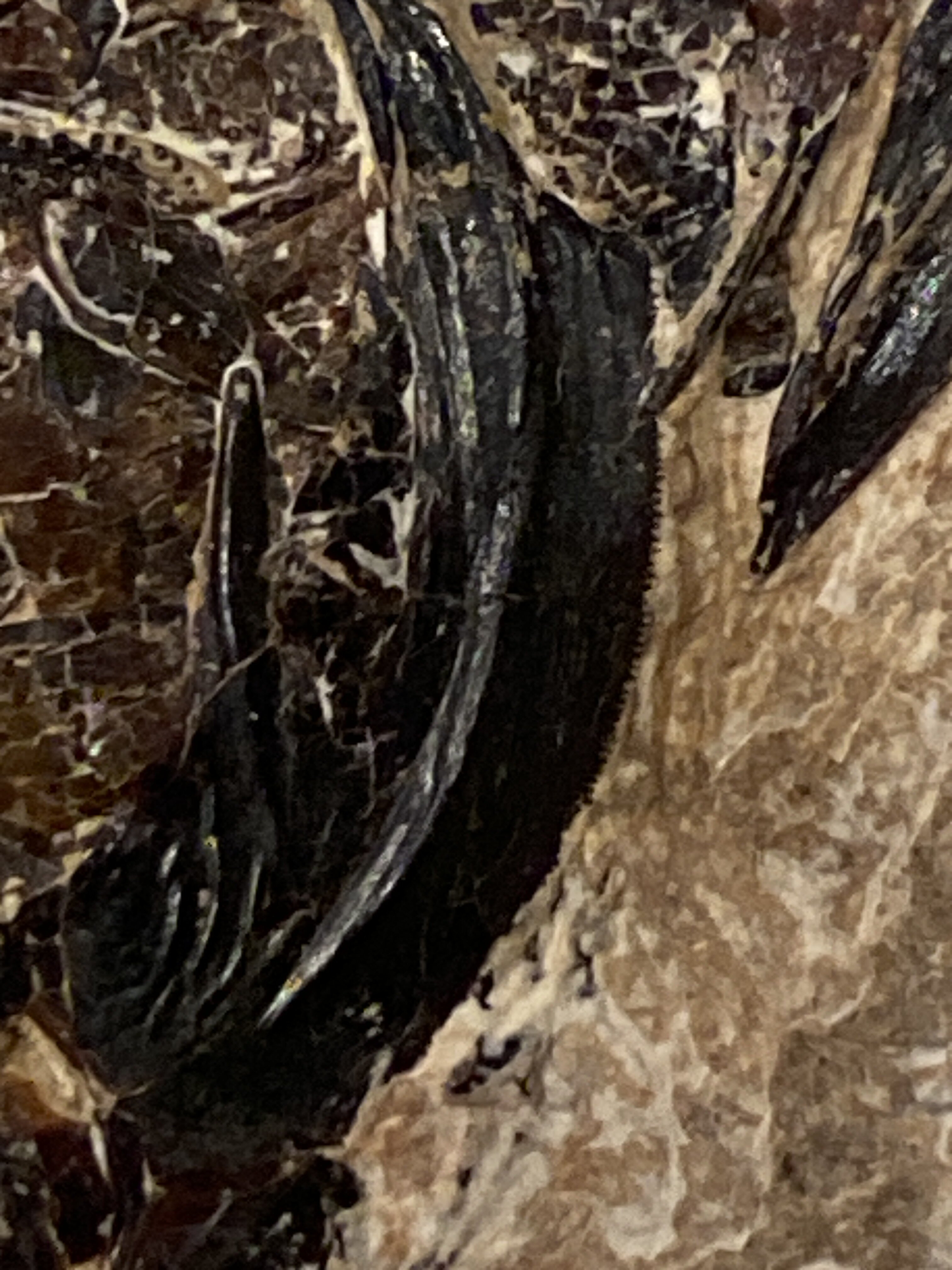 A Very Slow-Going First Prep - Fossil Preparation - The Fossil Forum