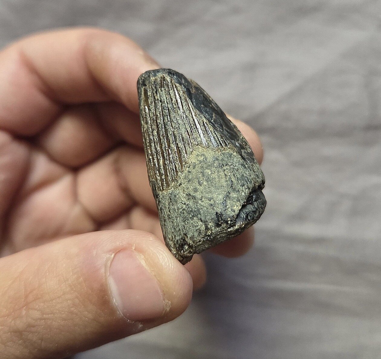 Liopleurodon tooth? Weymouth Bay, Dorset, UK - Fossil ID - The Fossil Forum