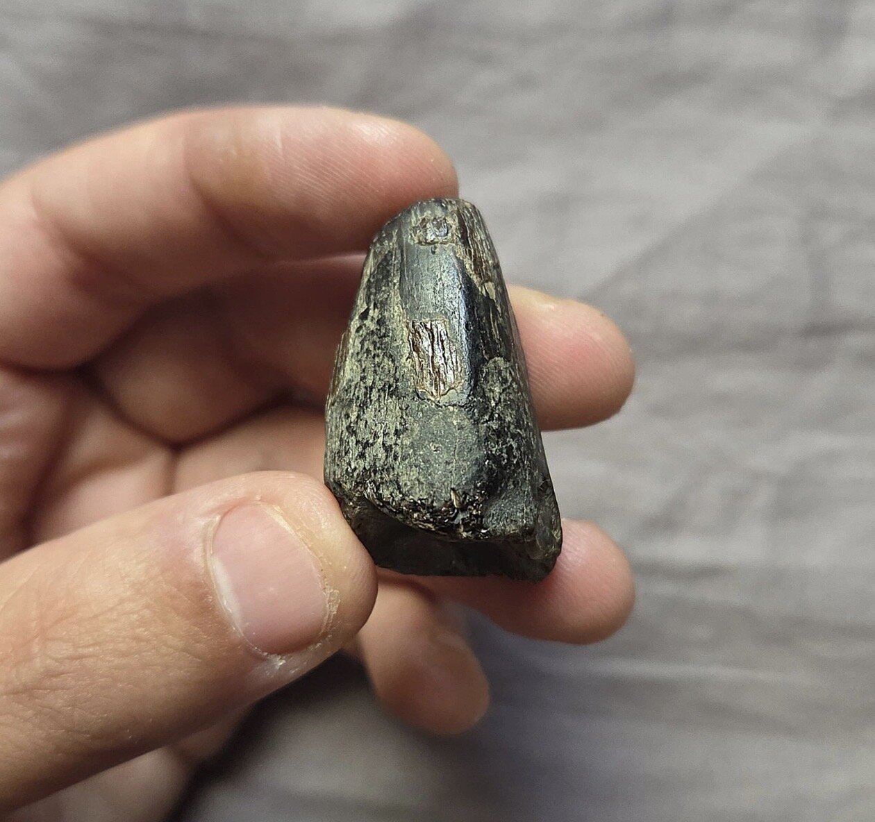 Liopleurodon tooth? Weymouth Bay, Dorset, UK - Fossil ID - The Fossil Forum
