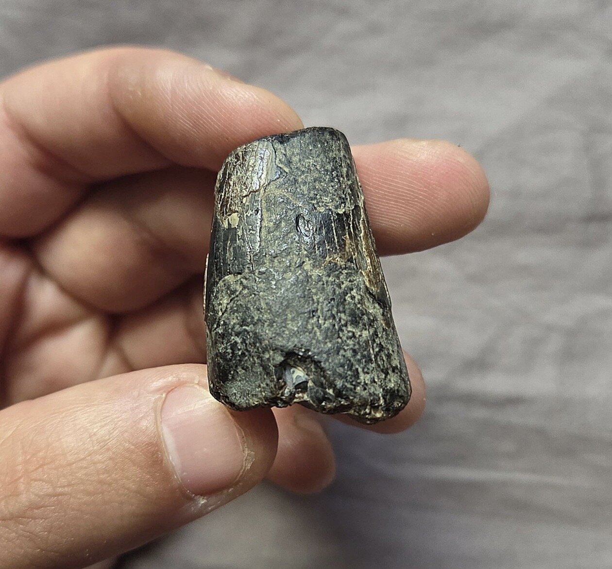 Liopleurodon tooth? Weymouth Bay, Dorset, UK - Fossil ID - The Fossil Forum