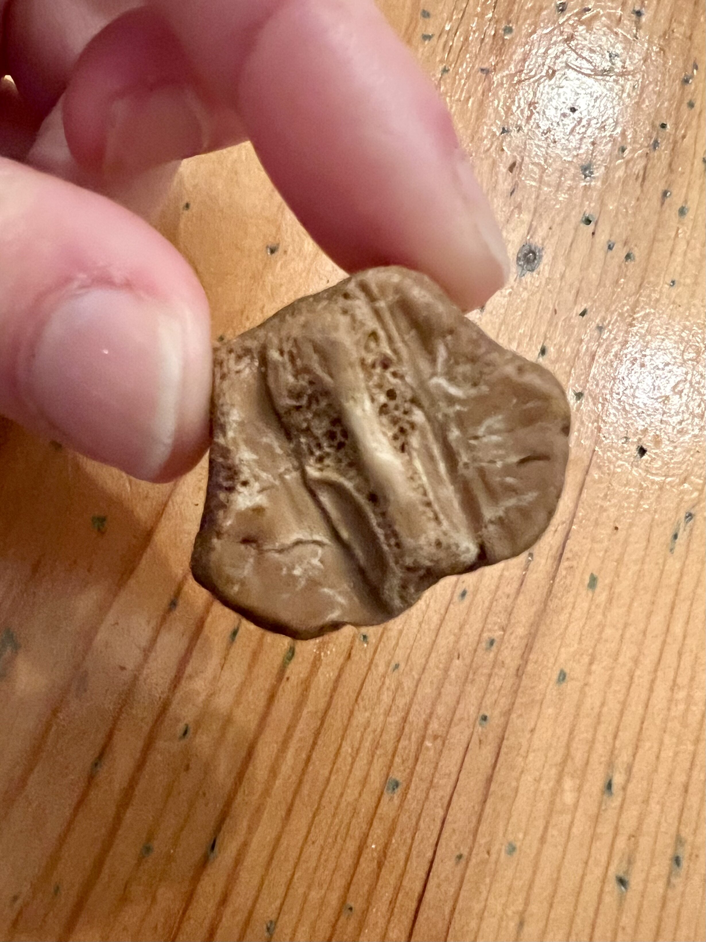 Fossilized bone? - Fossil ID - The Fossil Forum