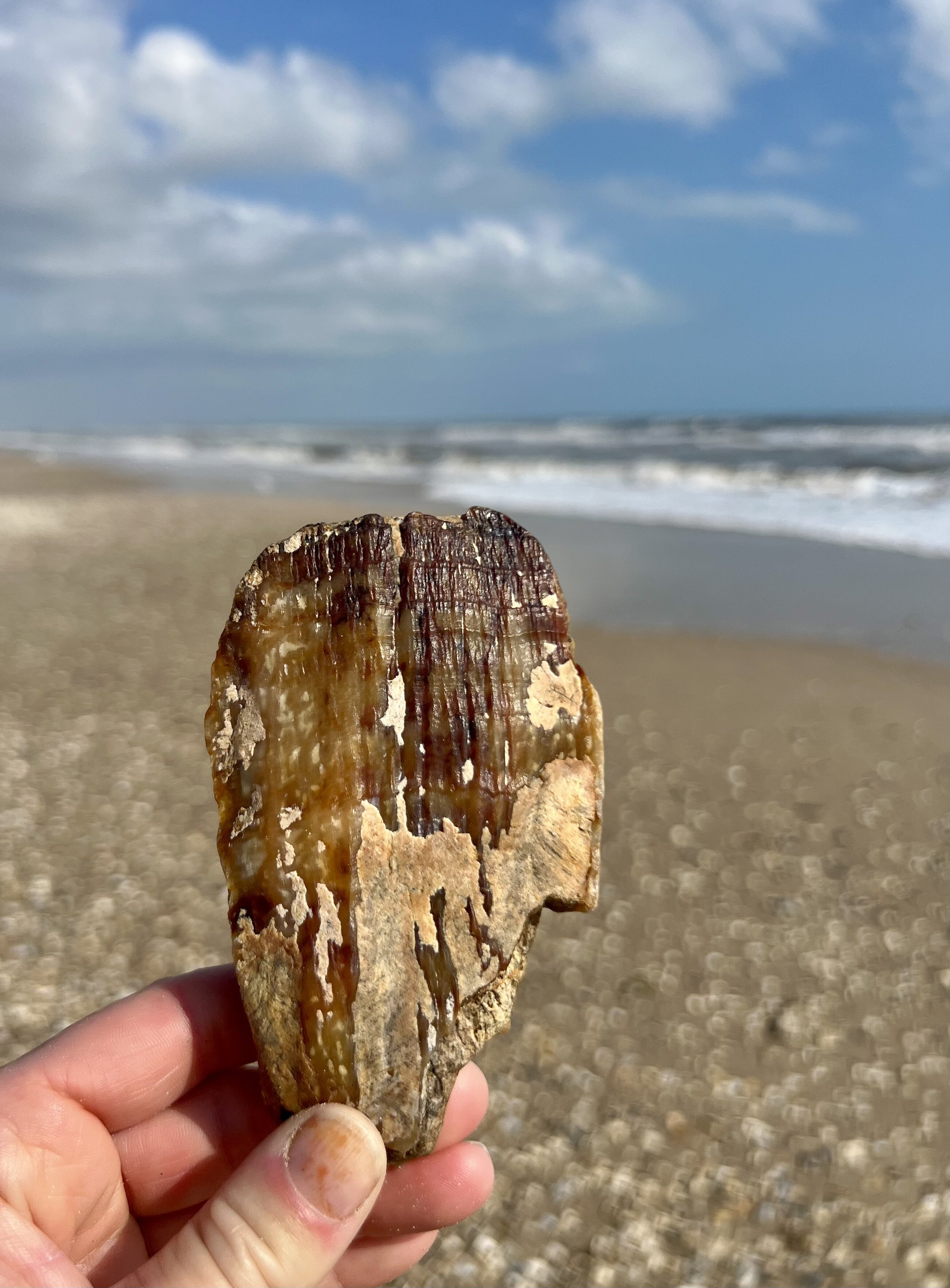 Mammoth tooth sliver? - Fossil ID - The Fossil Forum