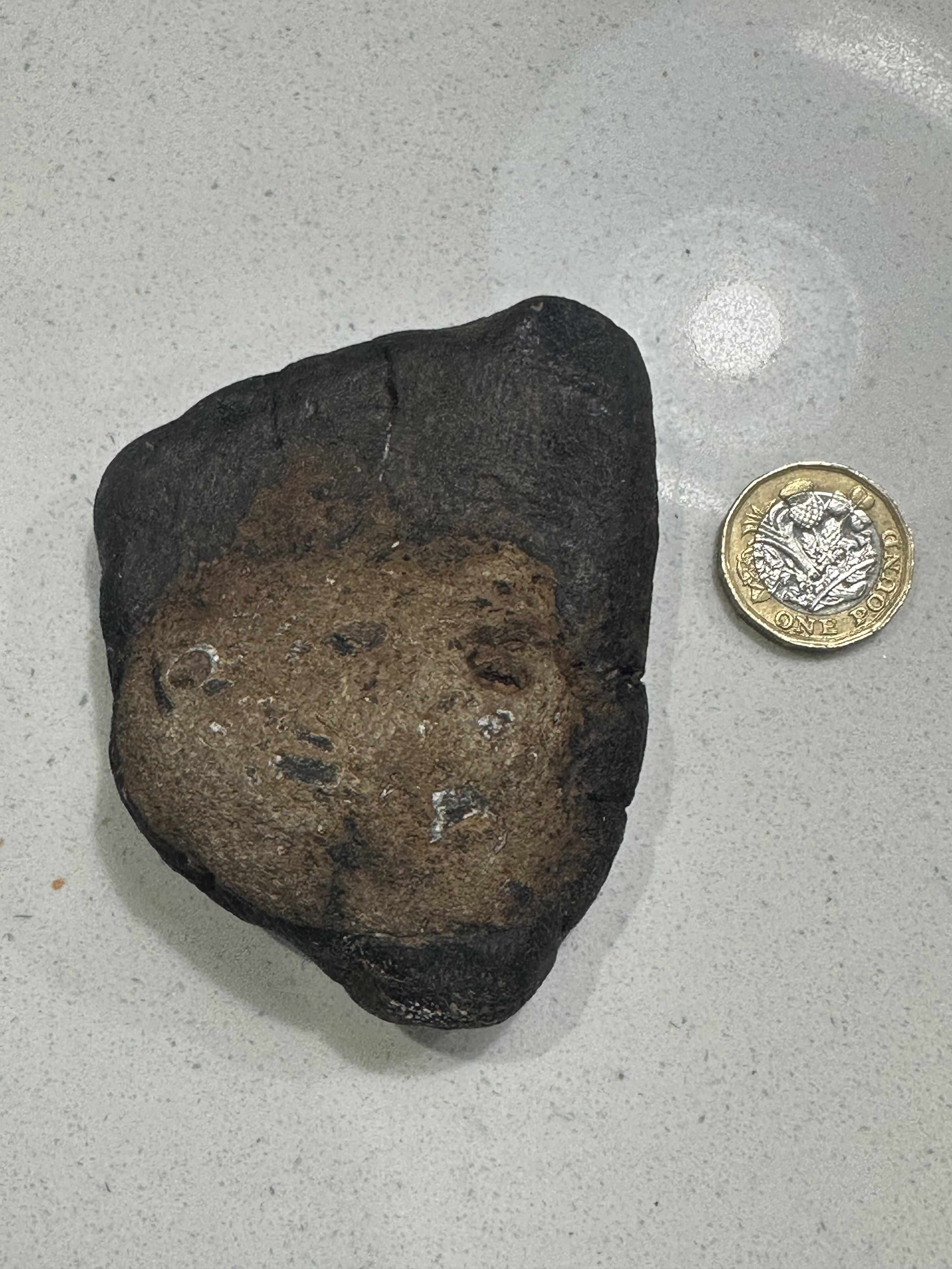Isle of Wight trip - Fossil Hunting Trips - The Fossil Forum