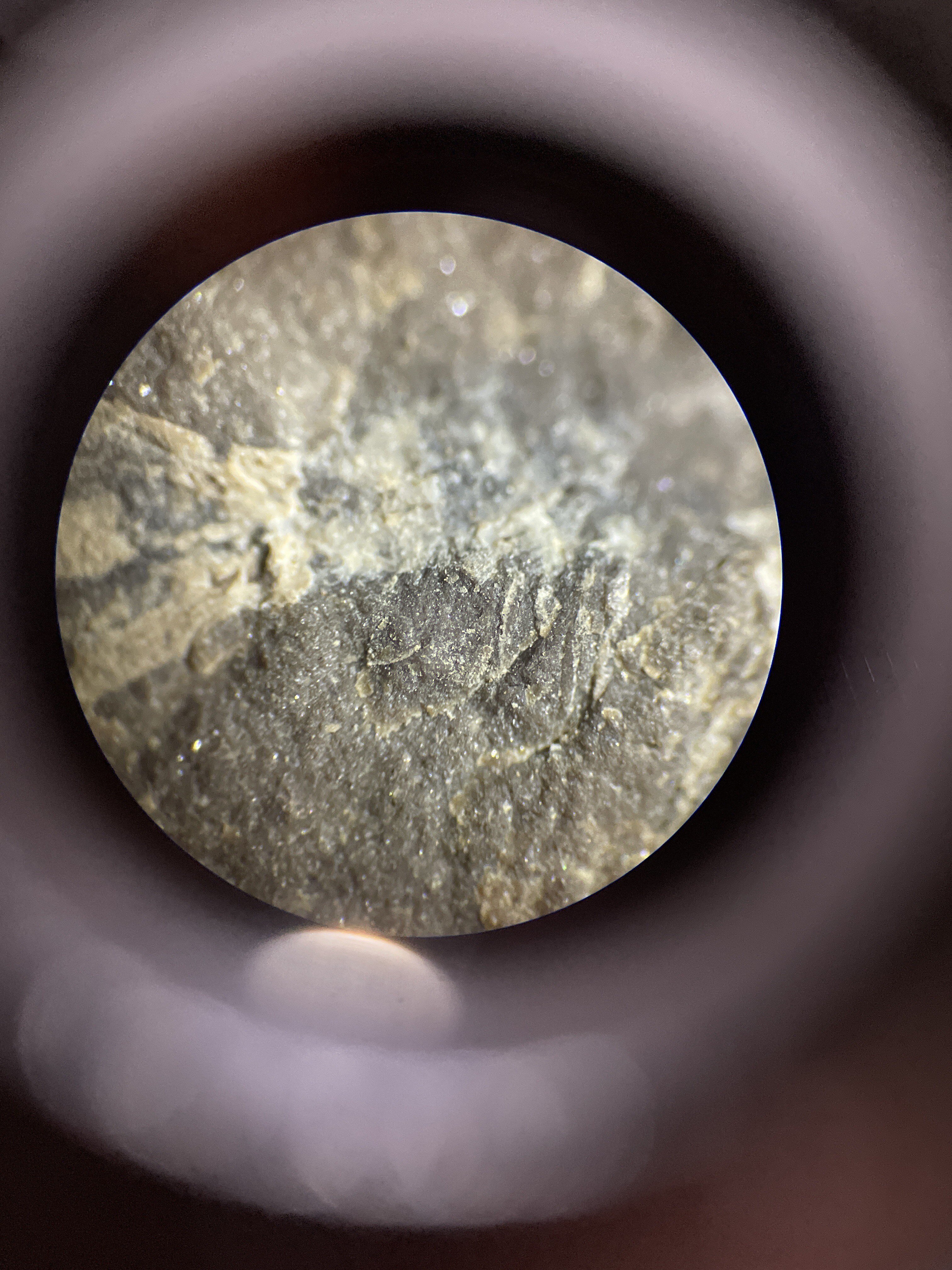 Fish fossil? possible tail fin vertibrae visible under microscope ...
