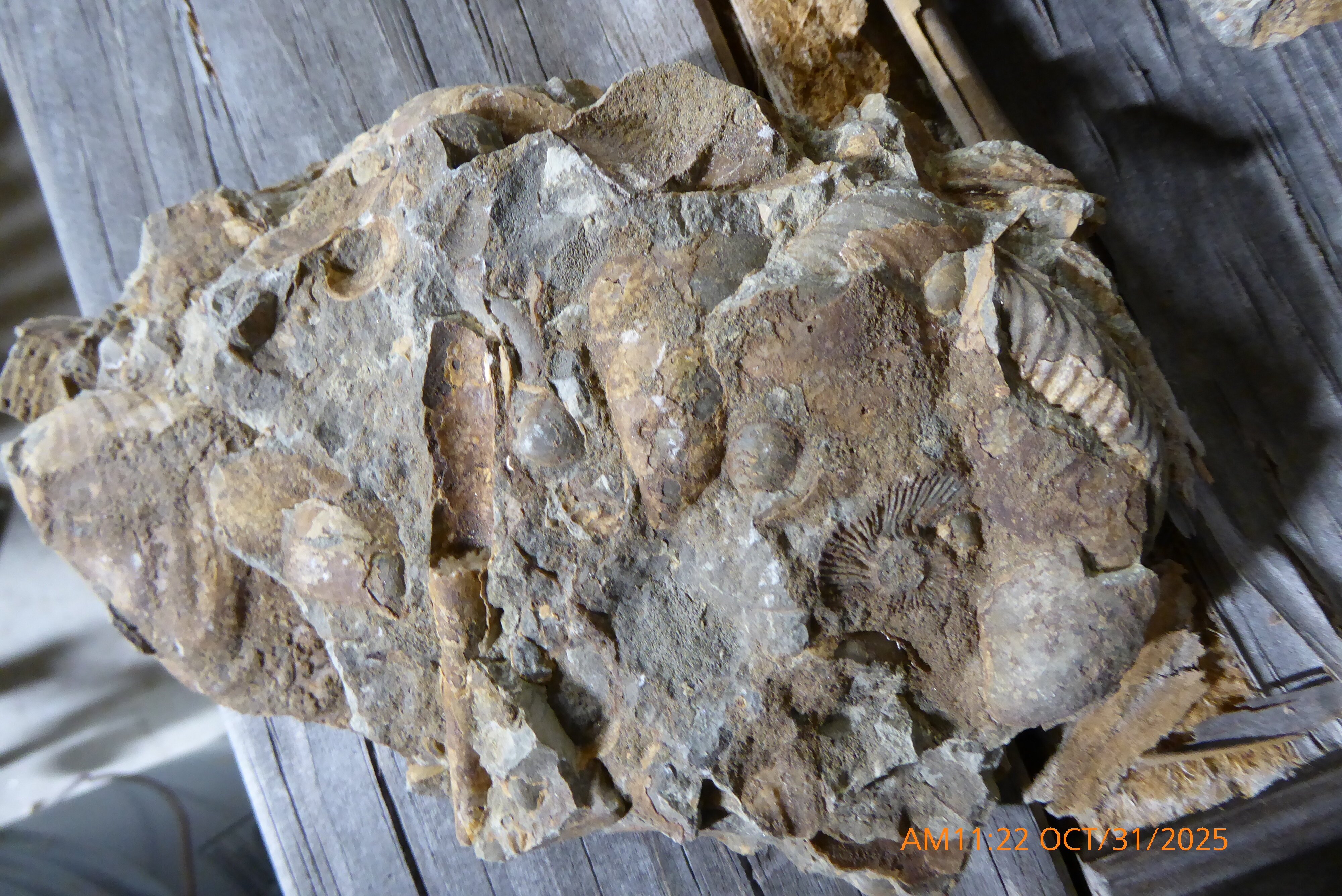 Ancient Sea Floor Fossils - Fossil ID - The Fossil Forum