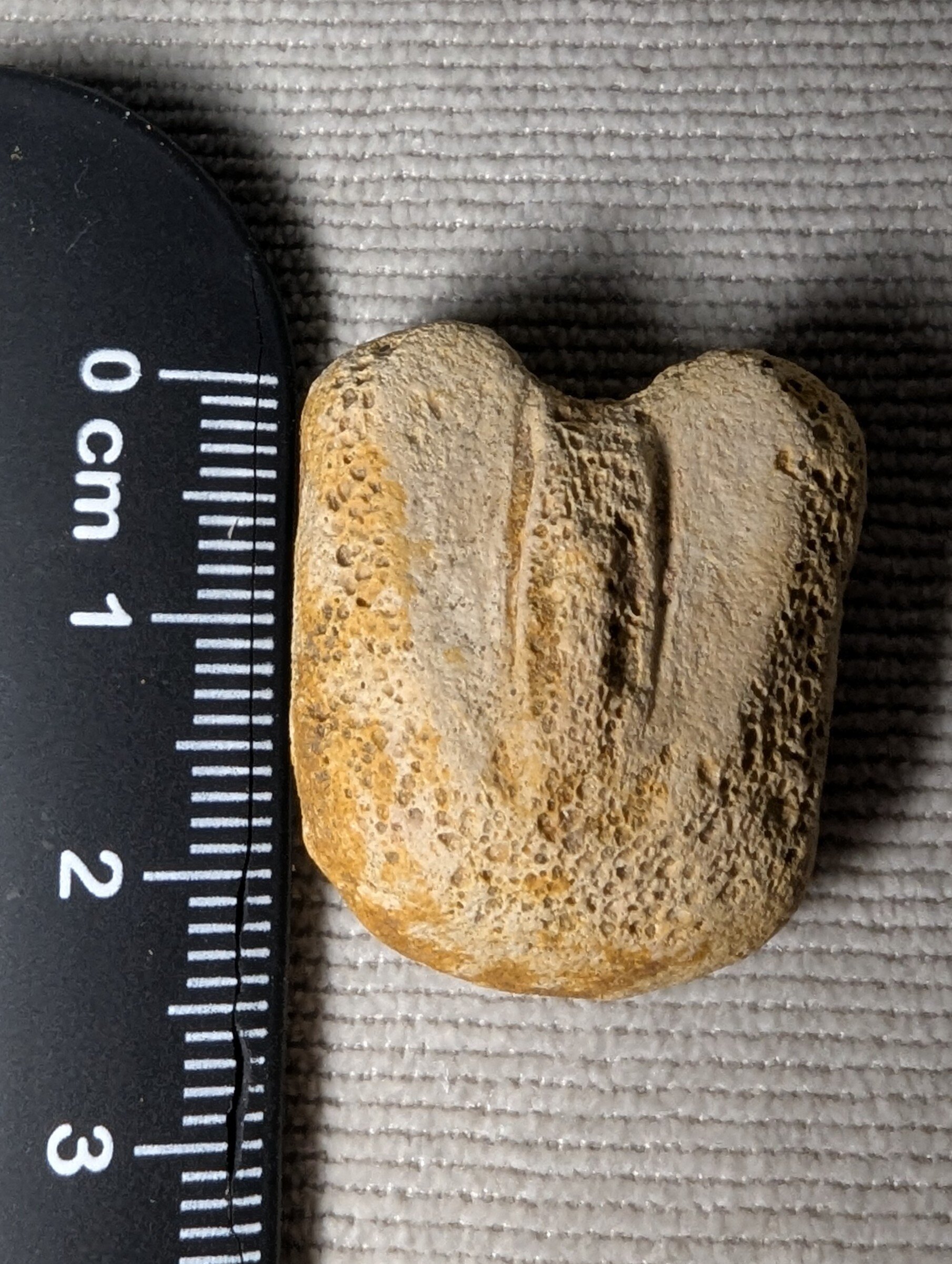 Bone fragment from Houston, TX - Fossil ID - The Fossil Forum
