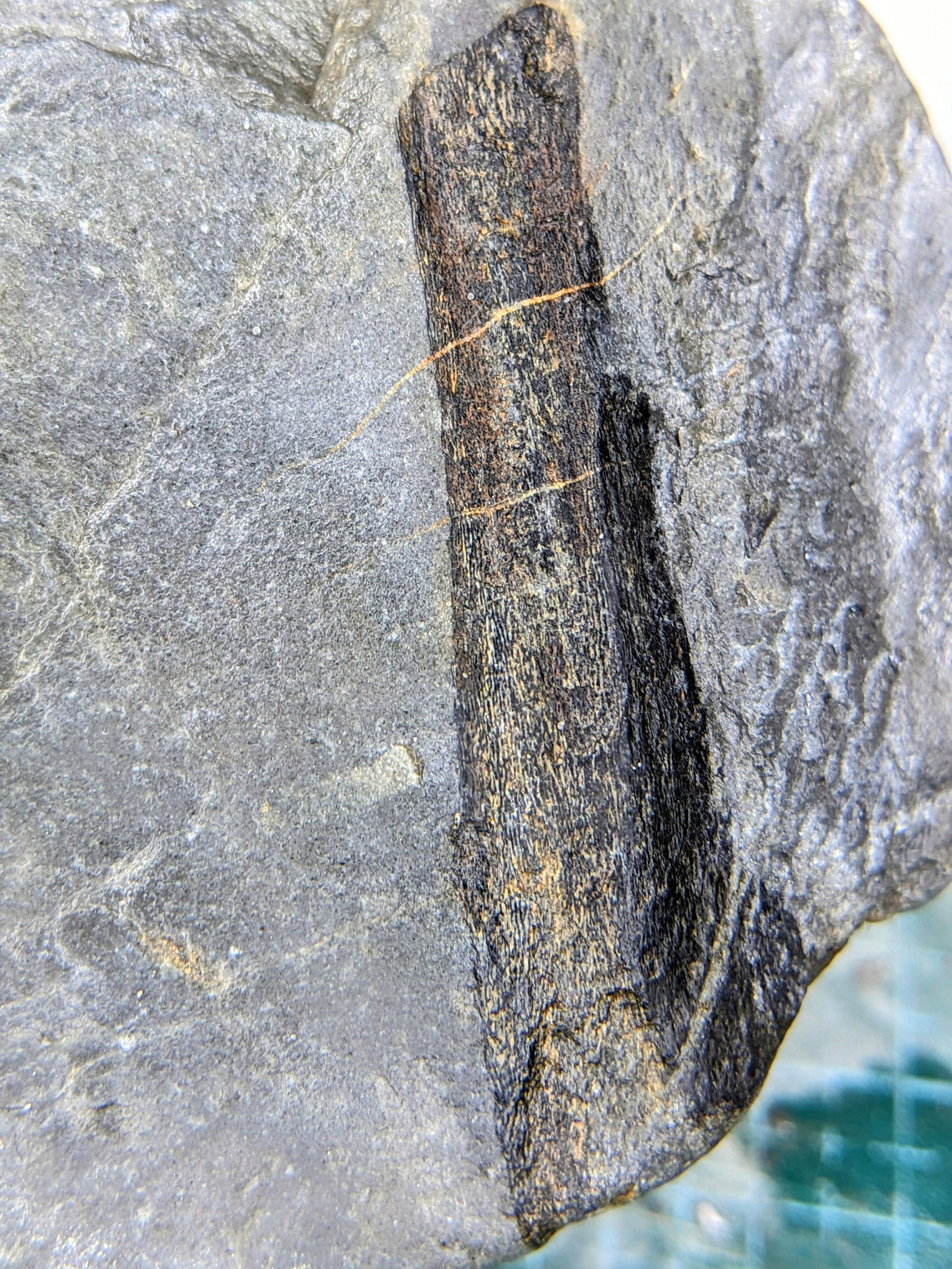 Ilfracombe Slate Formation Bone Fragments - Fossil ID - The Fossil Forum