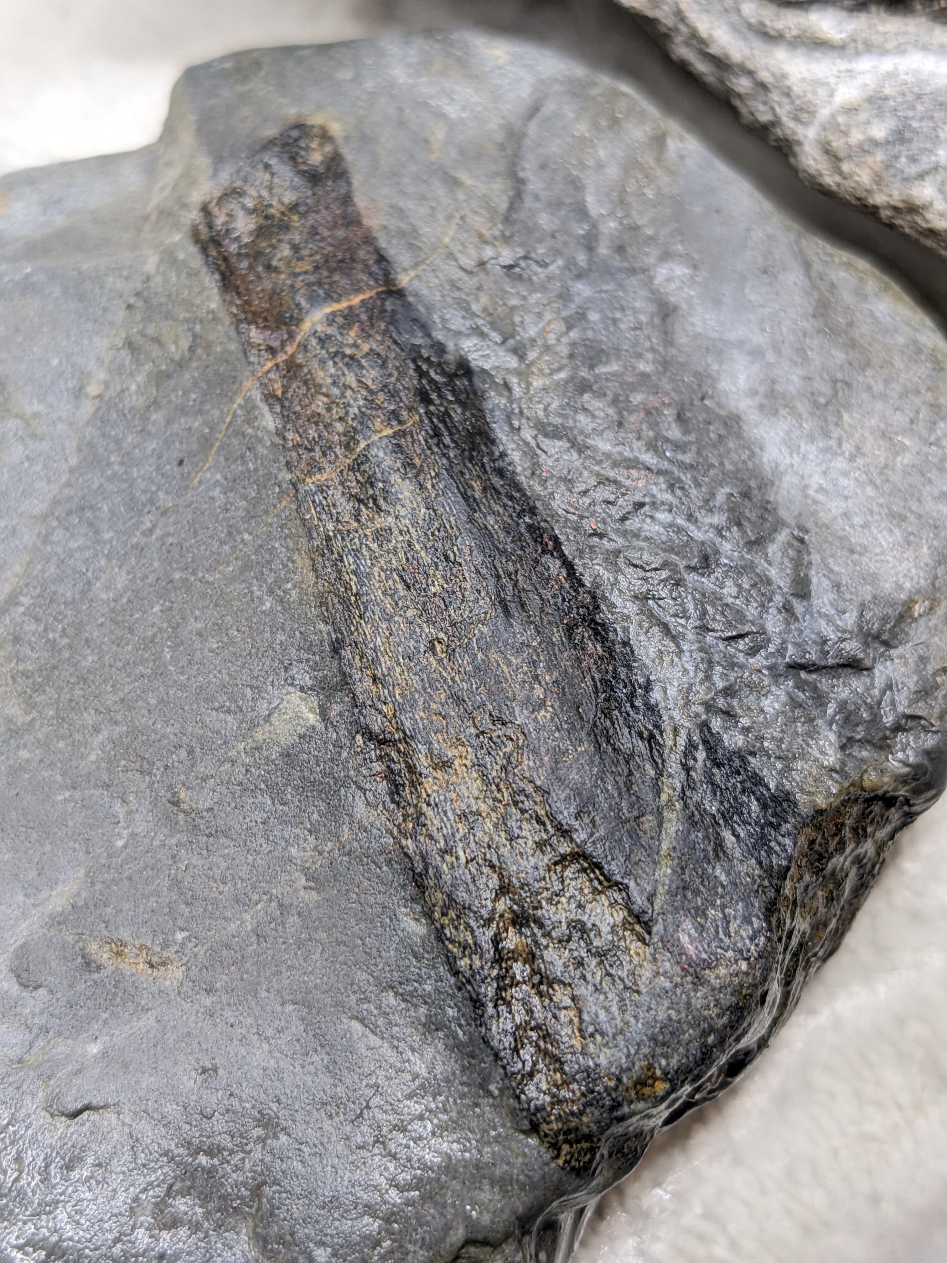 Ilfracombe Slate Formation Bone Fragments - Fossil ID - The Fossil Forum
