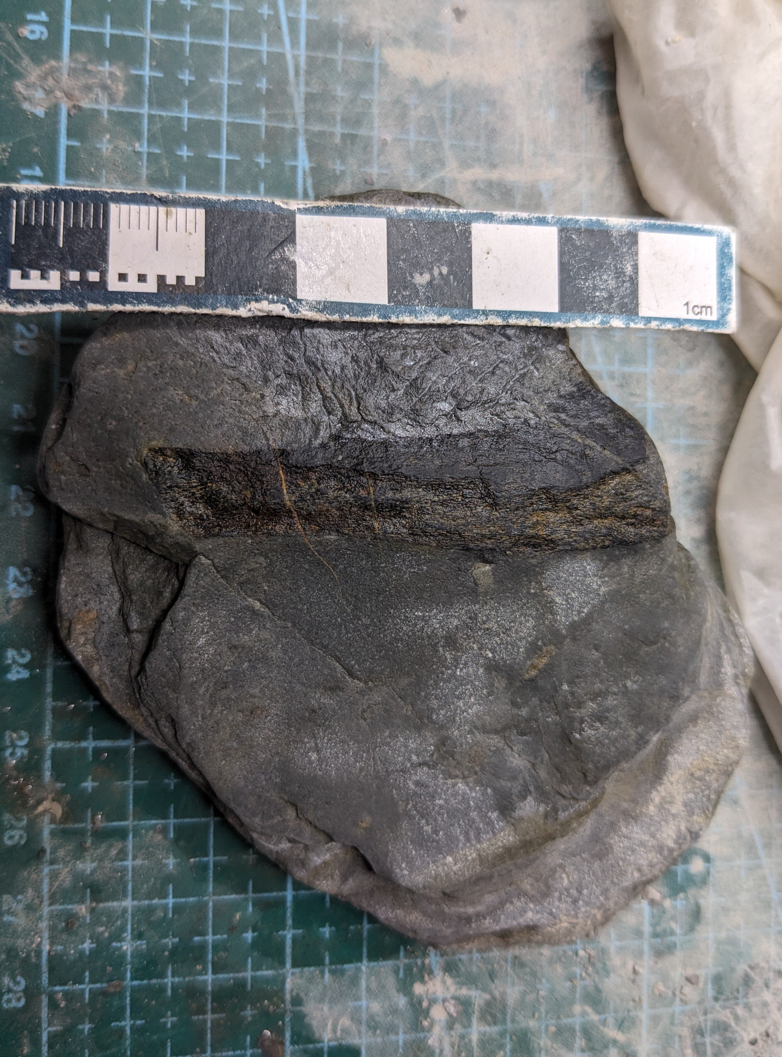 Ilfracombe Slate Formation Bone Fragments - Fossil ID - The Fossil Forum
