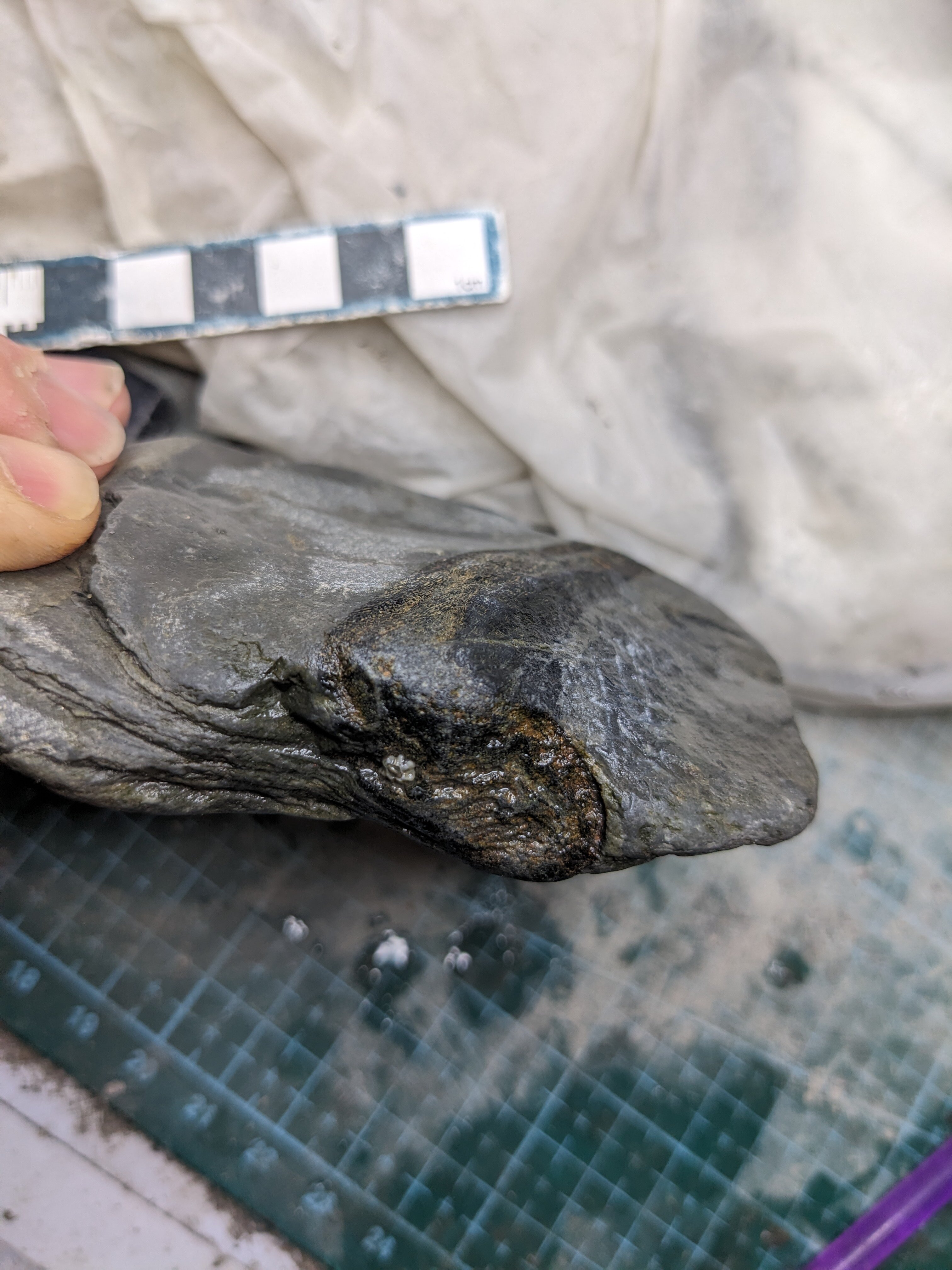 Ilfracombe Slate Formation Bone Fragments - Fossil ID - The Fossil Forum