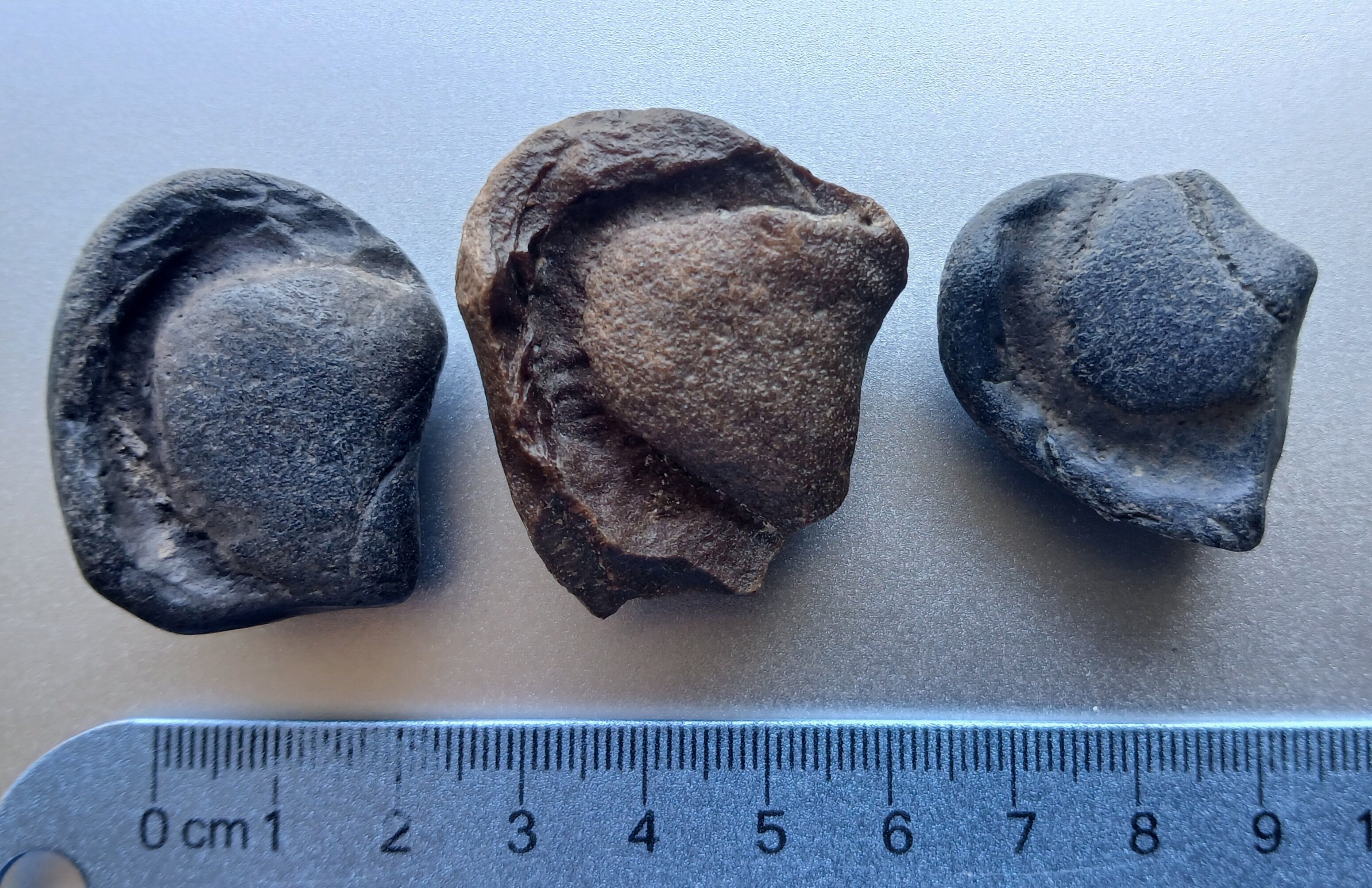 Whale Bulla - Fossil ID - The Fossil Forum