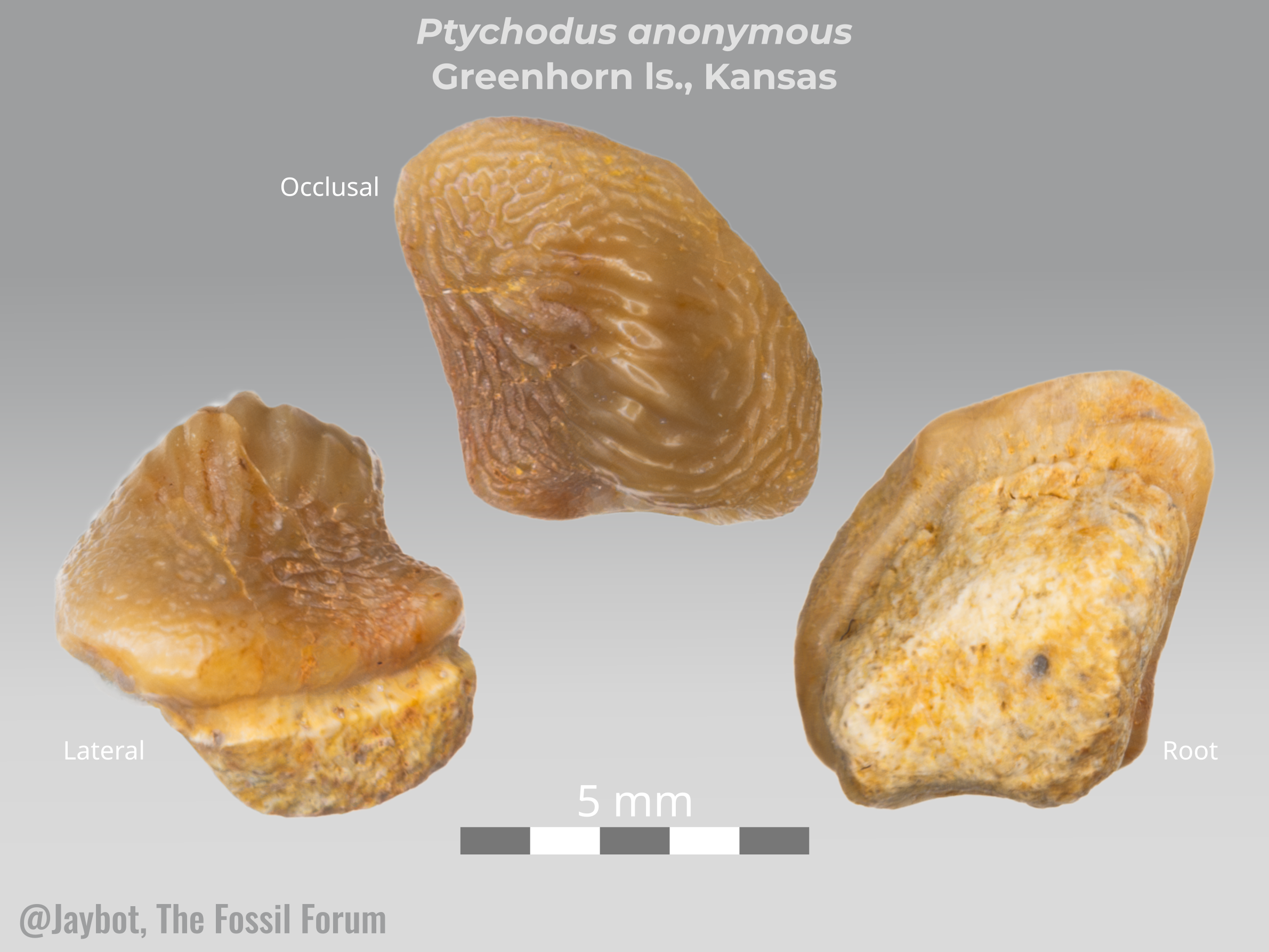 Ptychodus cf. anonymus - from Greenhorn ls., Kansas - Sharks & Rays ...