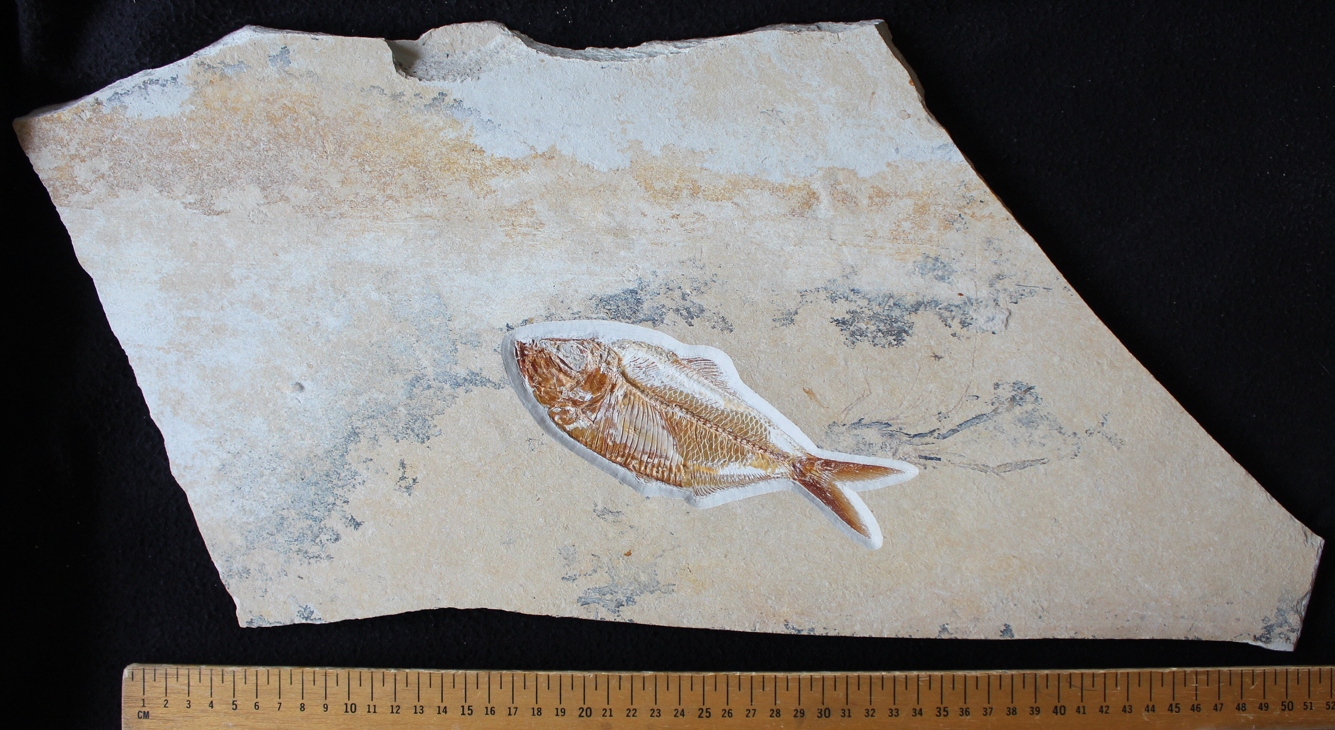 Fish from Hjoula / Lebanon - Fossil ID - The Fossil Forum