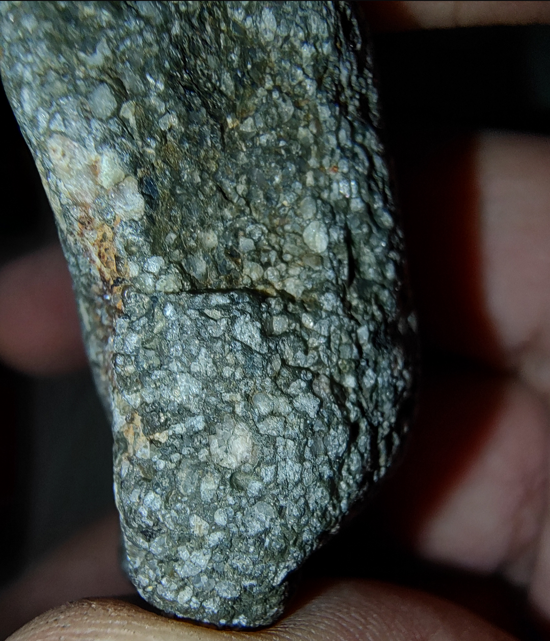 Isle of Wight dinosaur bone? - Fossil ID - The Fossil Forum