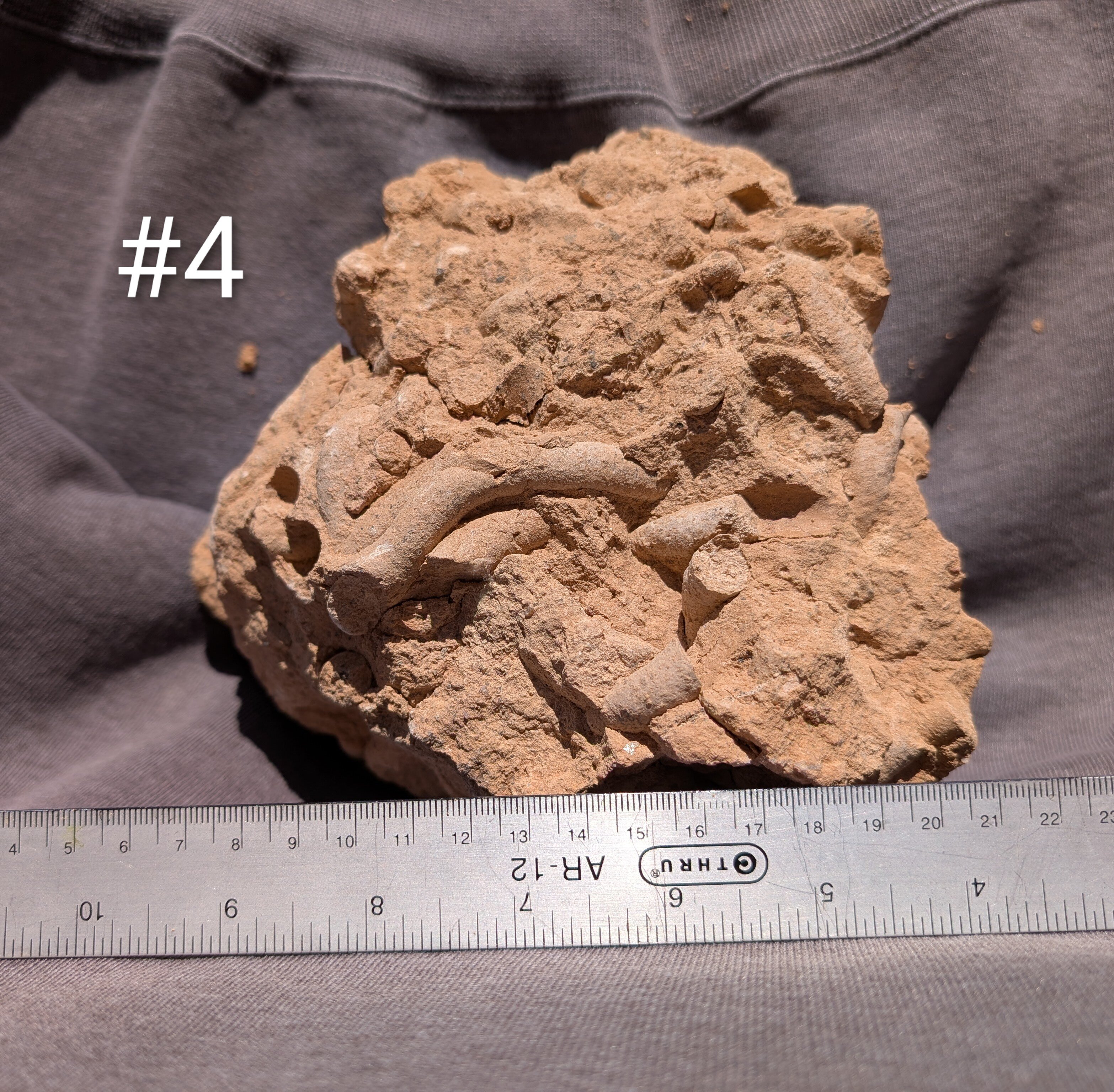 Possible fossilized invertebrate burrows? Found in Central Arizona ...