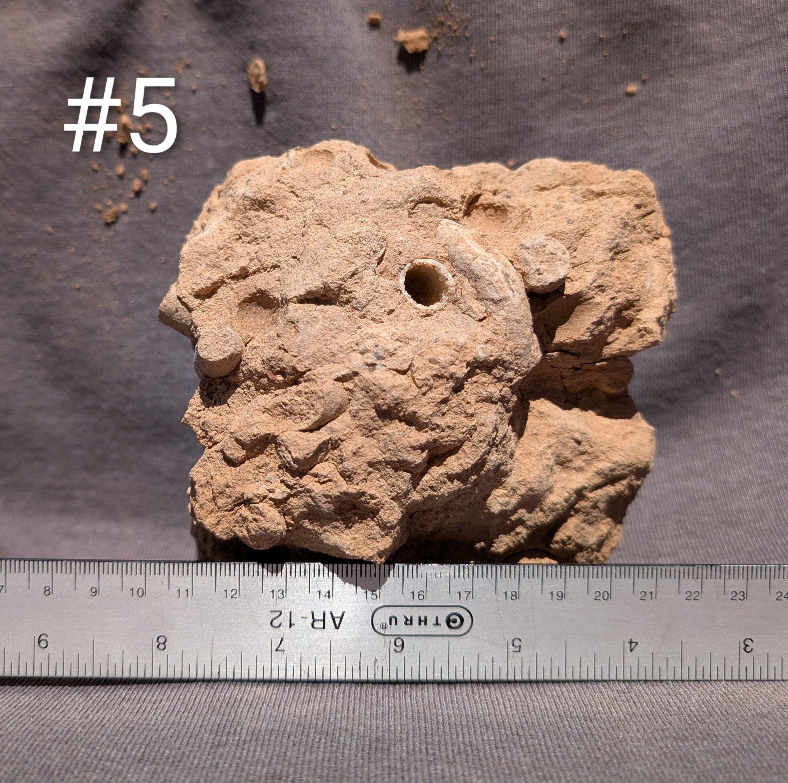 Possible fossilized invertebrate burrows? Found in Central Arizona ...