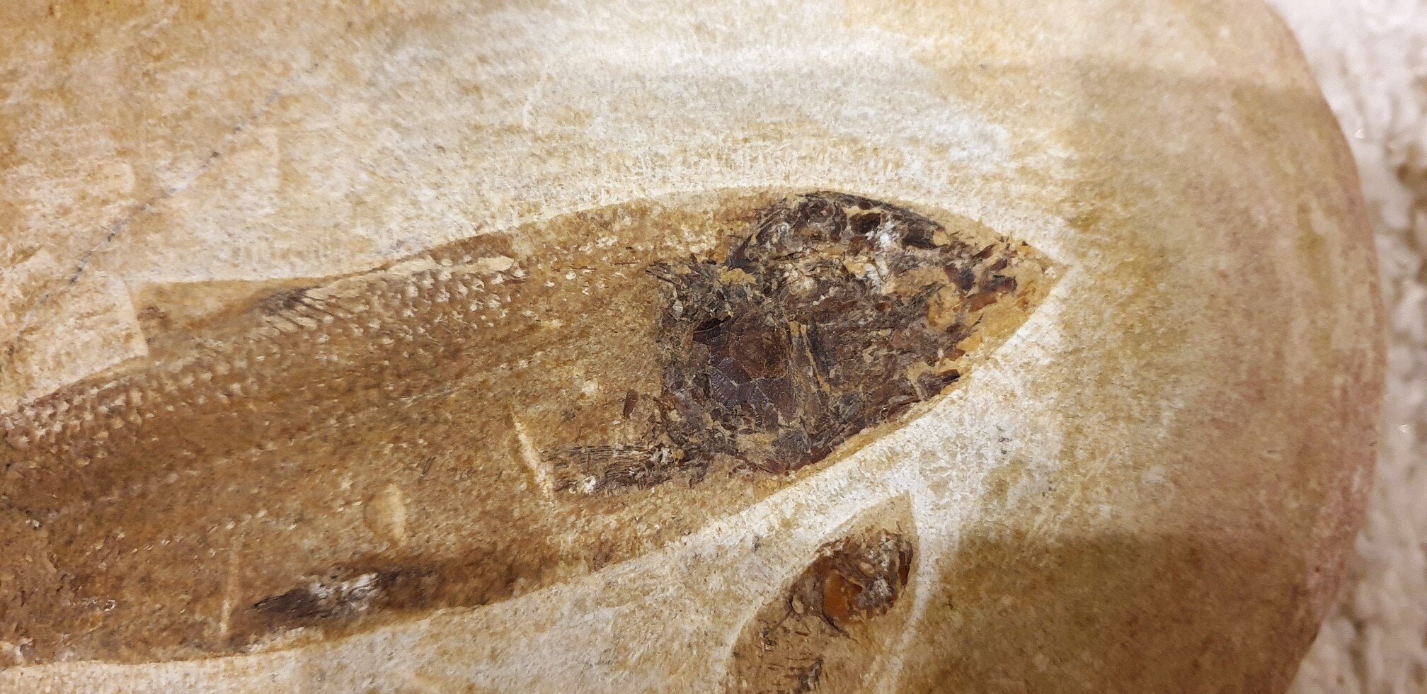 fish fossil from Brazil - Fossil ID - The Fossil Forum