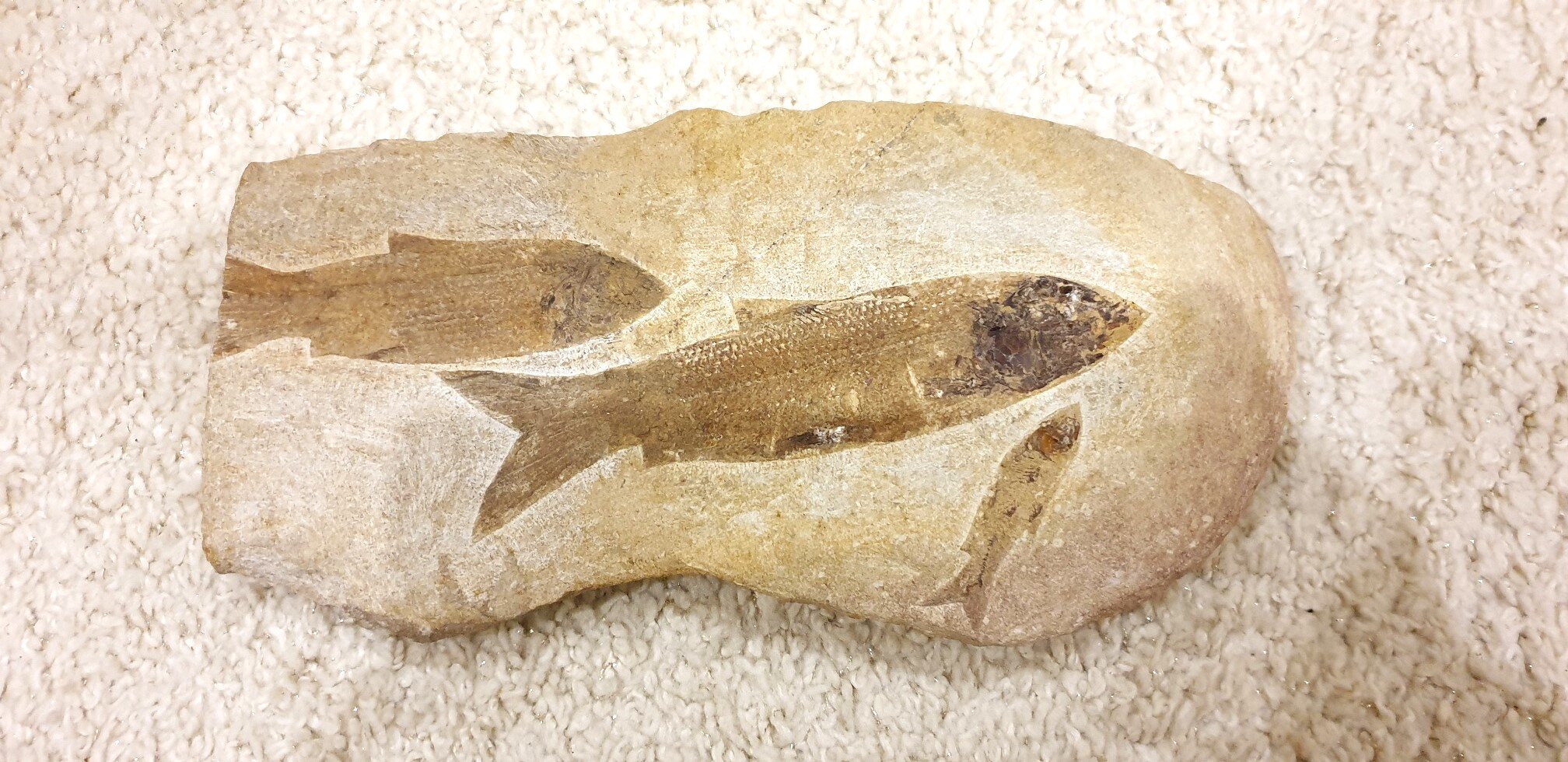 fish fossil from Brazil - Fossil ID - The Fossil Forum