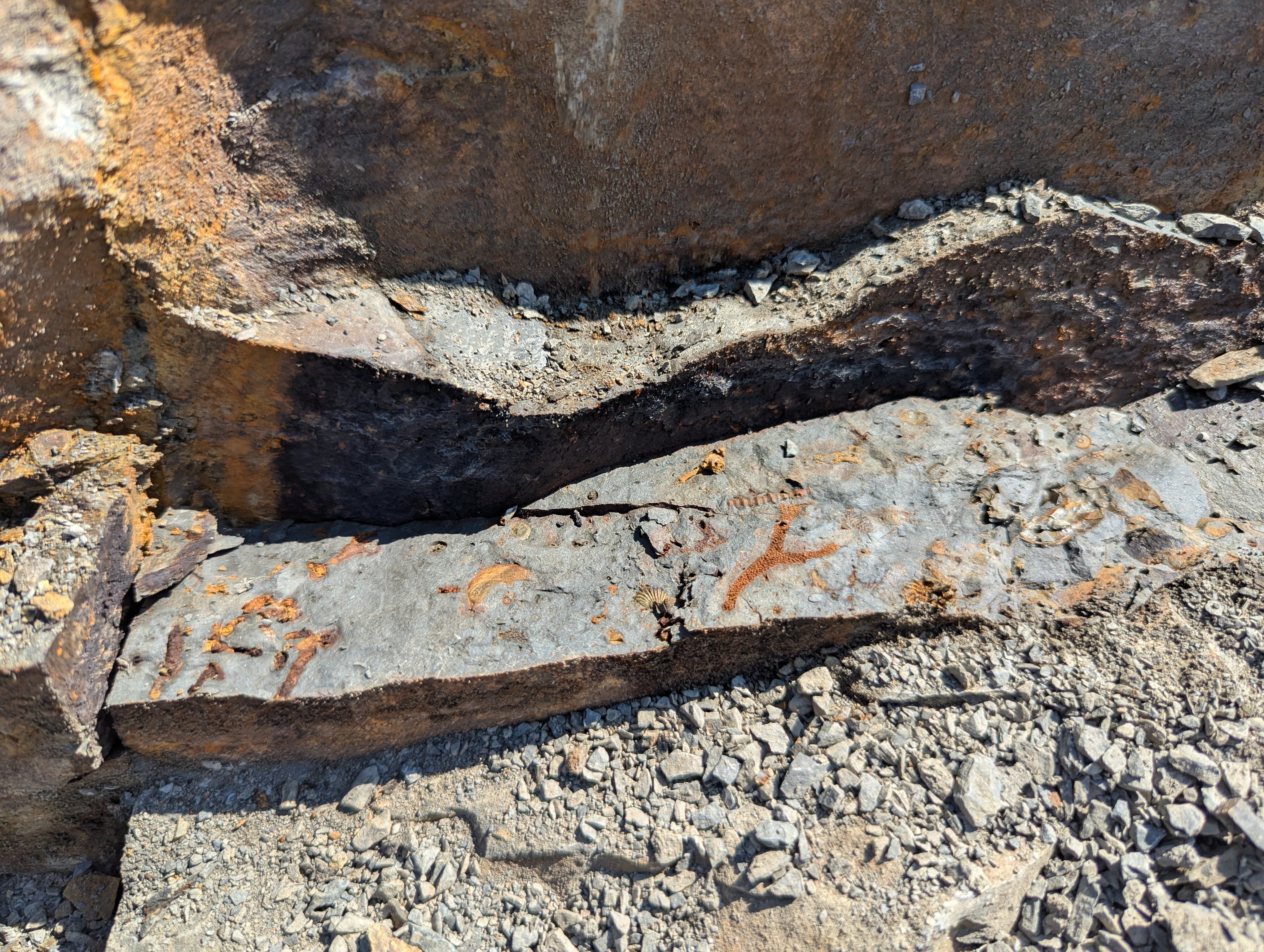 Fossils pics "In Situ" - General Fossil Discussion - The Fossil Forum