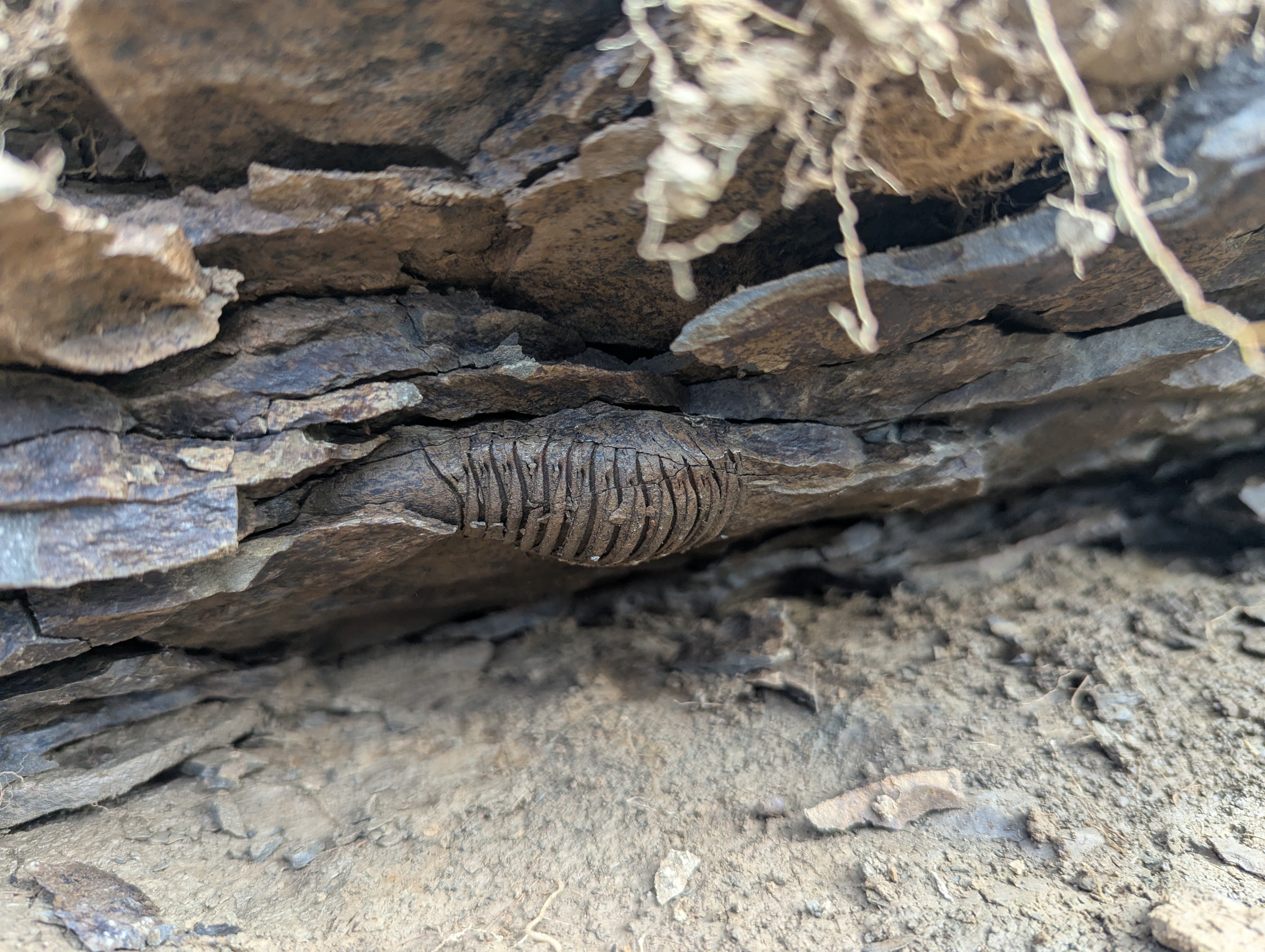 Fossils pics "In Situ" - General Fossil Discussion - The Fossil Forum