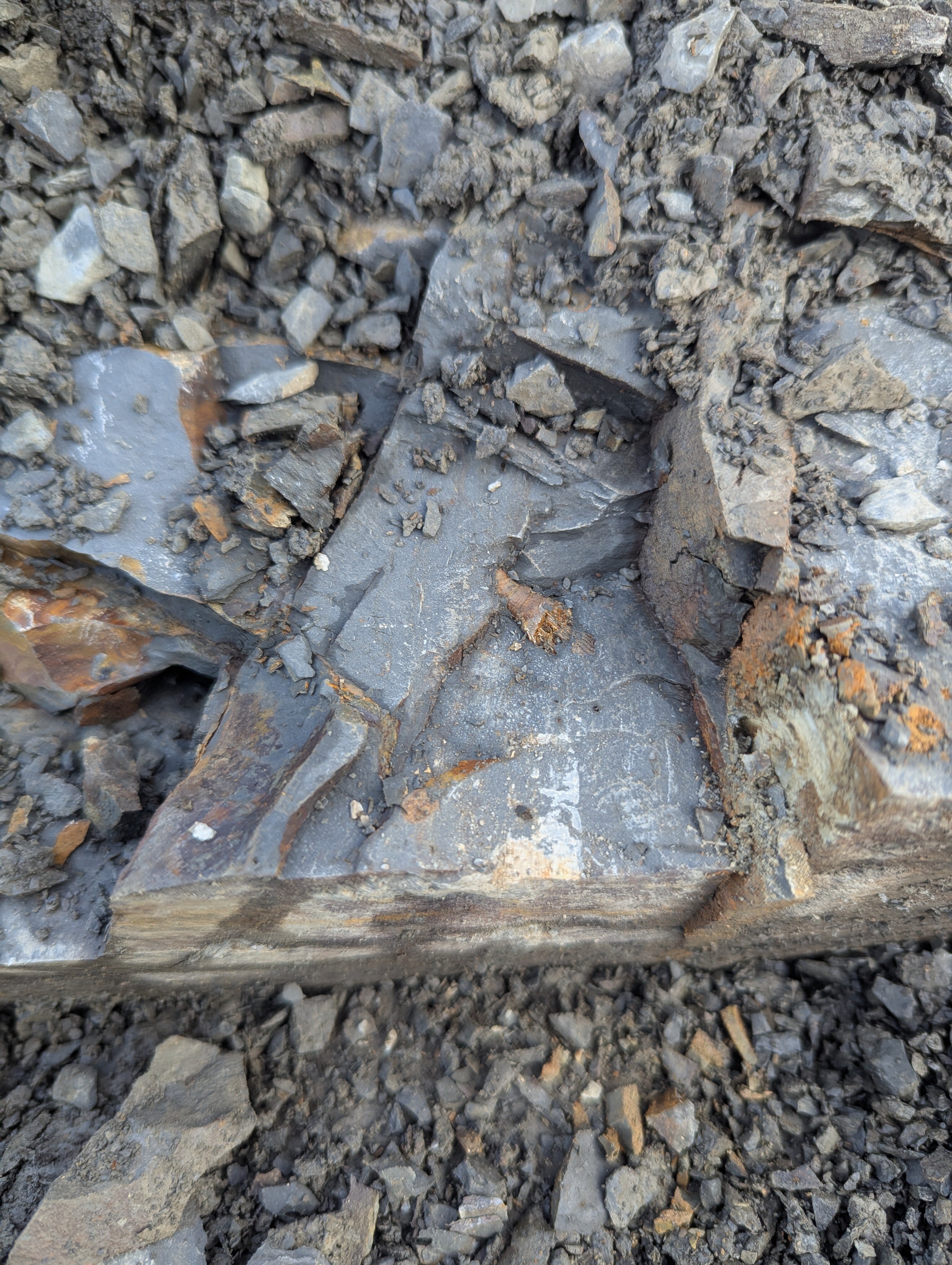 Fossils pics "In Situ" - General Fossil Discussion - The Fossil Forum