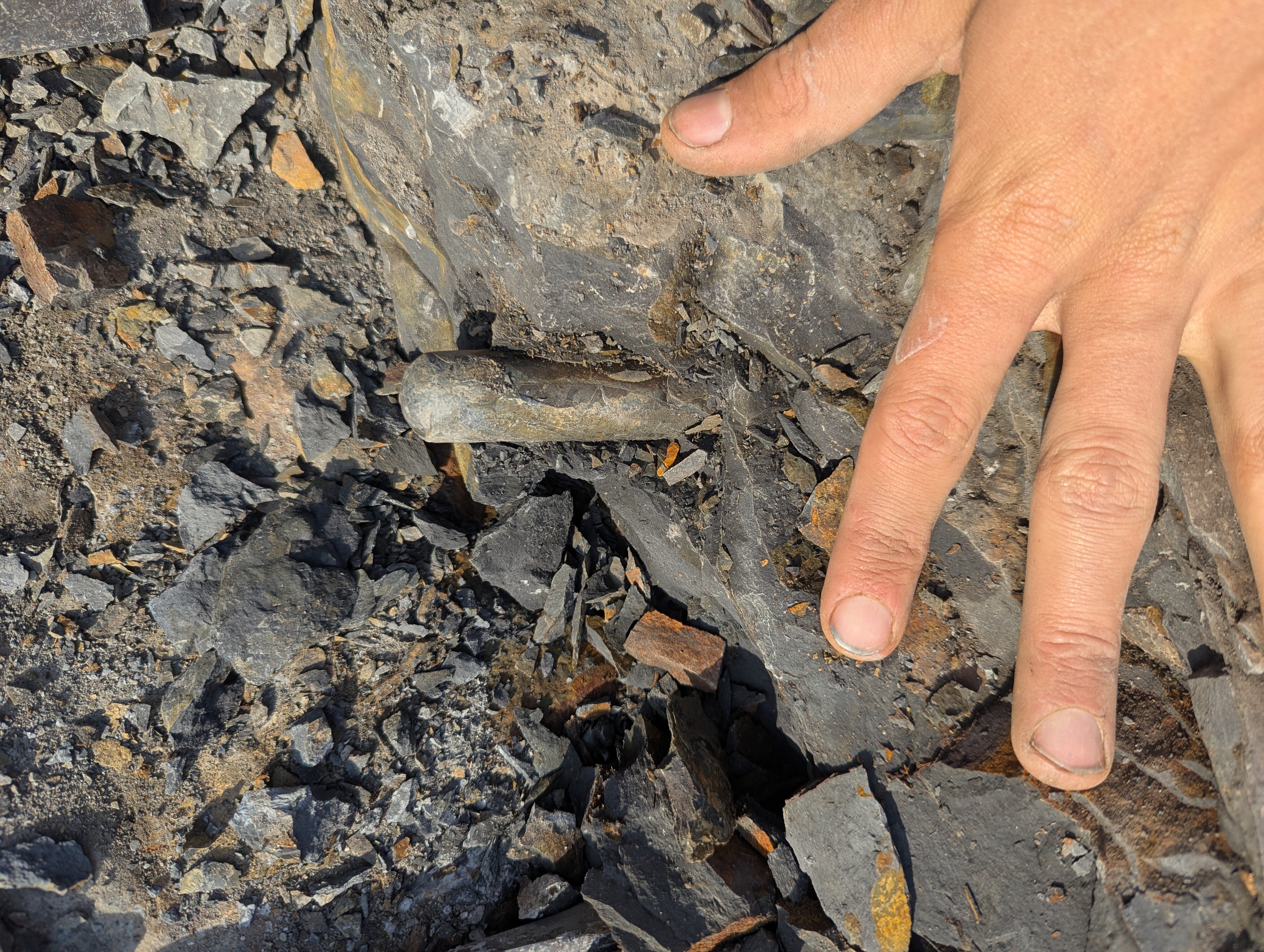 Fossils pics "In Situ" - General Fossil Discussion - The Fossil Forum