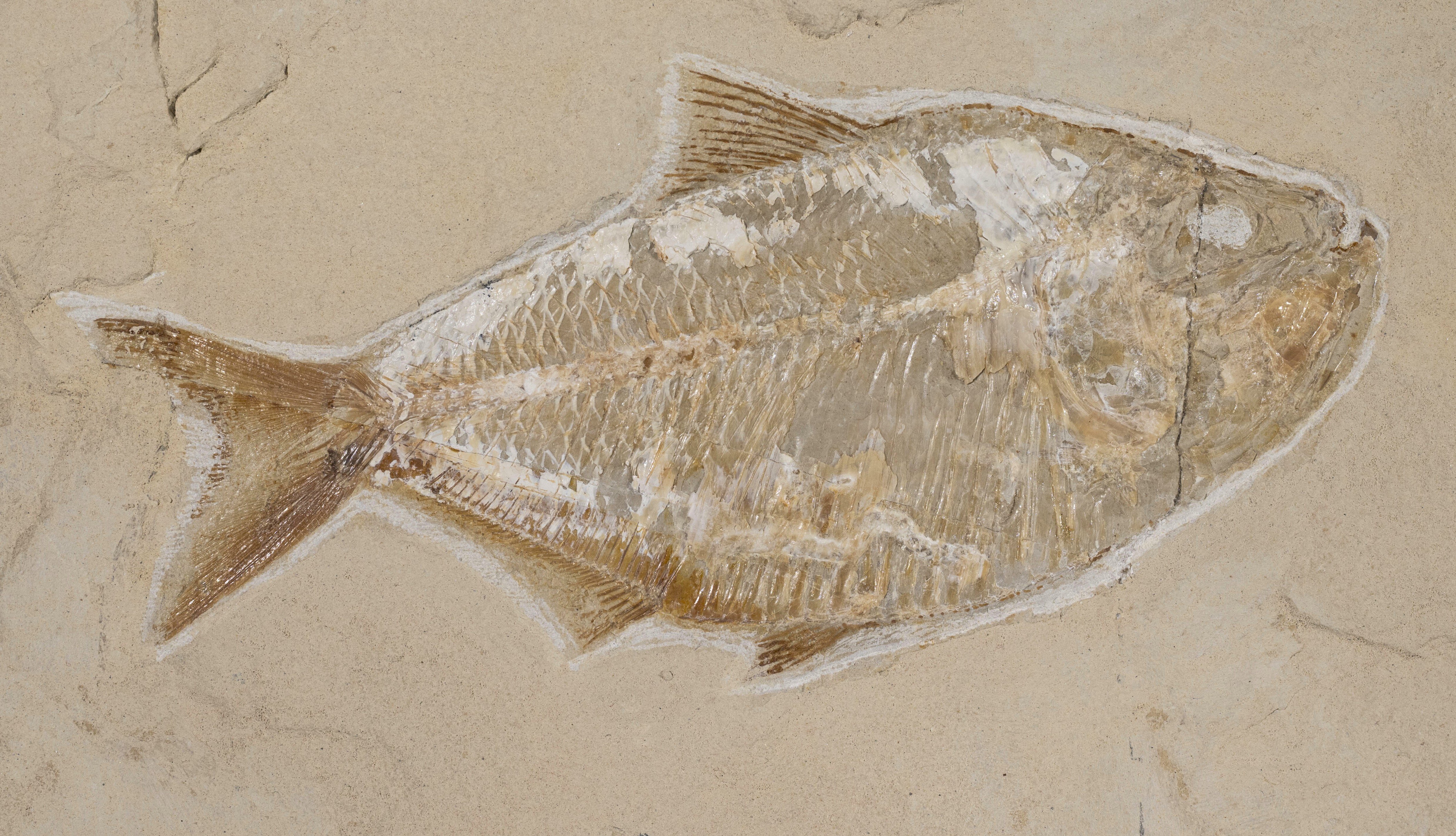 Fish from Hjoula / Lebanon - Fossil ID - The Fossil Forum