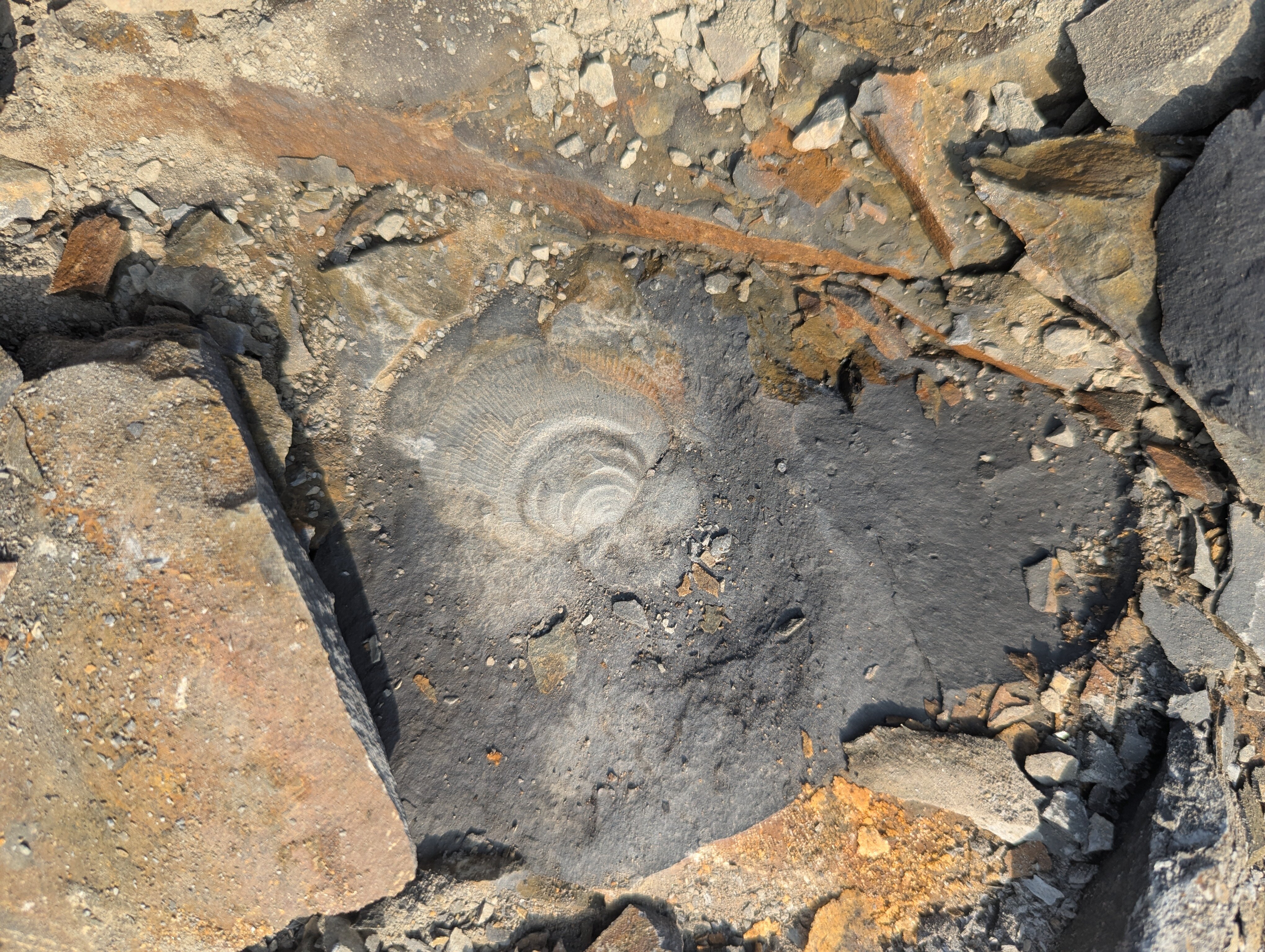 Fossils pics "In Situ" - General Fossil Discussion - The Fossil Forum