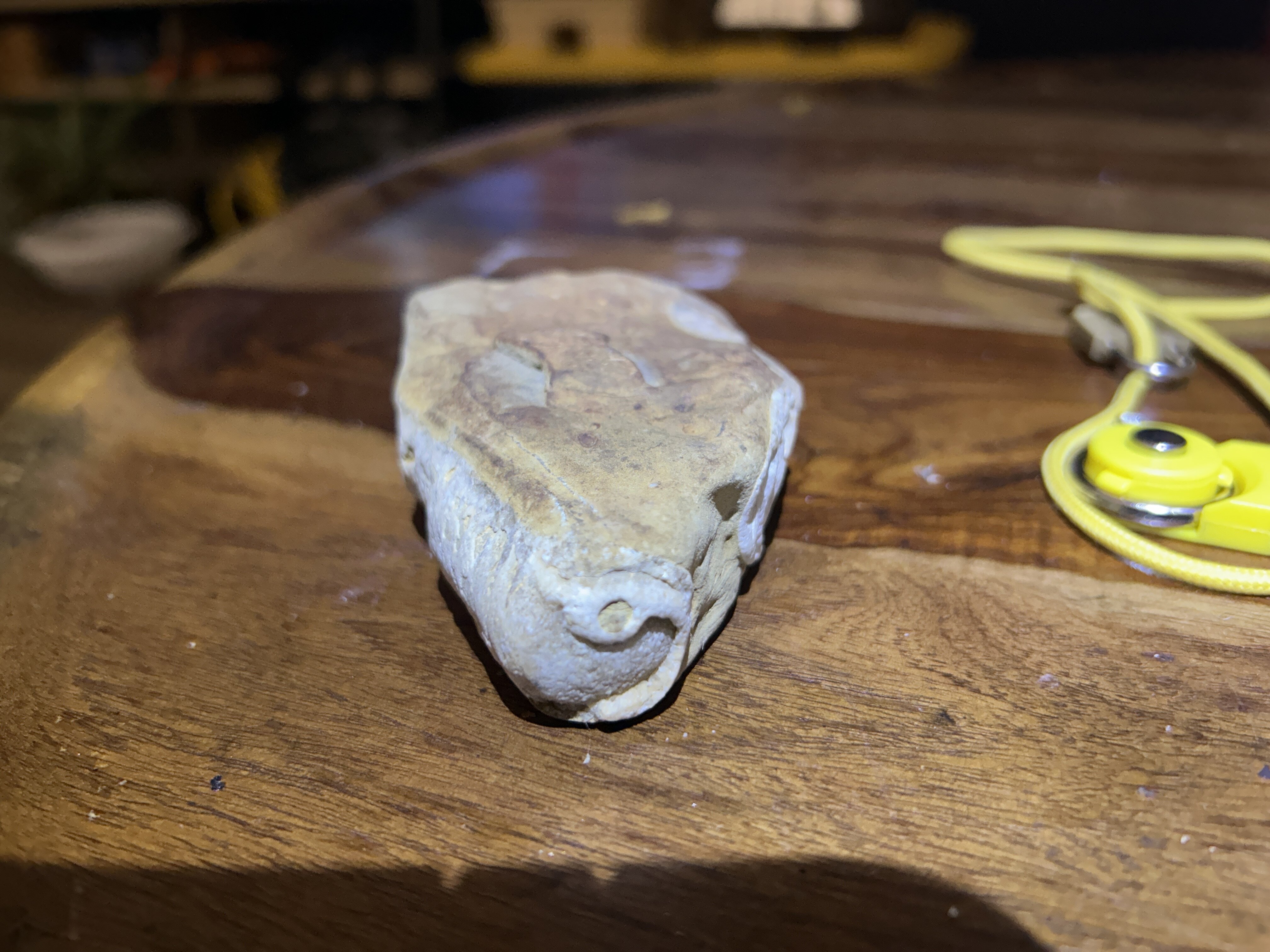 Pretty Confident I’m Looking At A Snake Head - Fossil ID - The Fossil Forum