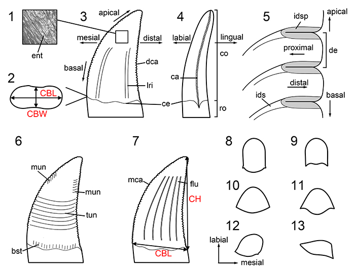 Paronychodon or Acheroraptor? - Fossil ID - The Fossil Forum