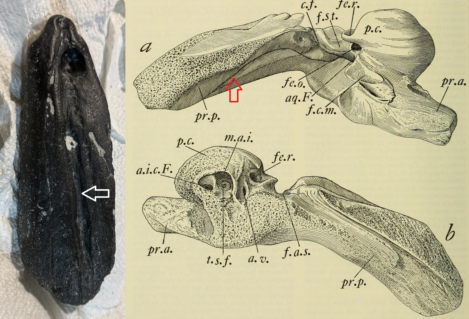 Possible Fish Head Fossil?? Help - Fossil ID - The Fossil Forum