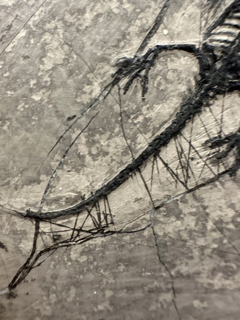 Real keichousaurus? - Is It Real? How to Recognize Fossil Fabrications ...