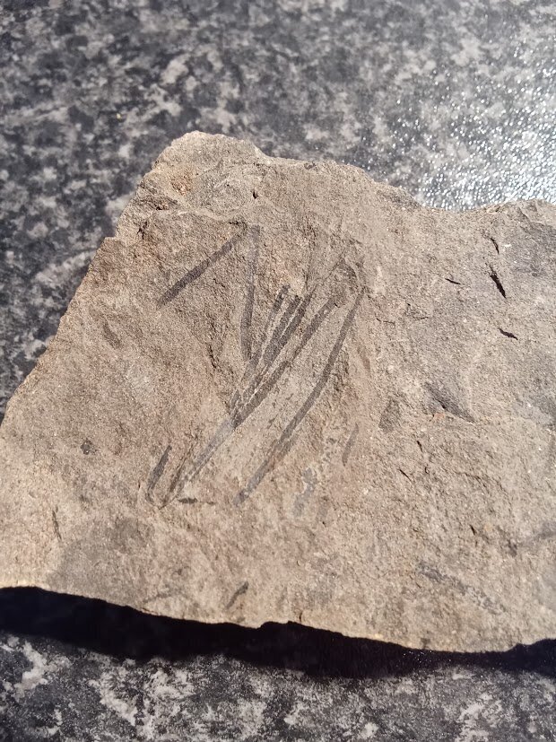Czekanowskia tenuifolia Blackstone Formation - Triassic - The Fossil Forum