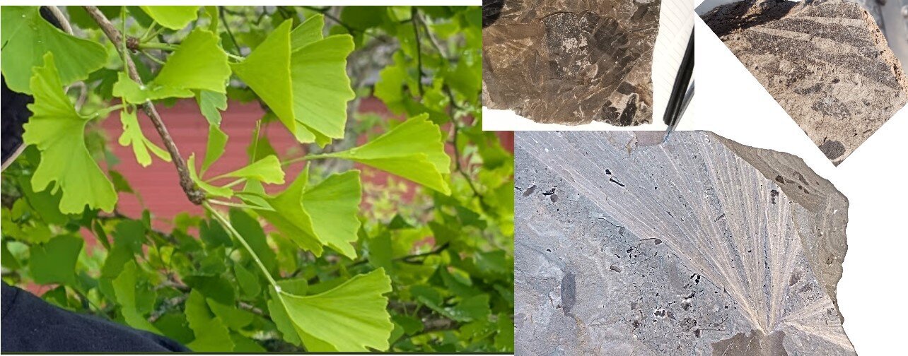 Ginkgoaceae Family Together - Member Collections - The Fossil Forum