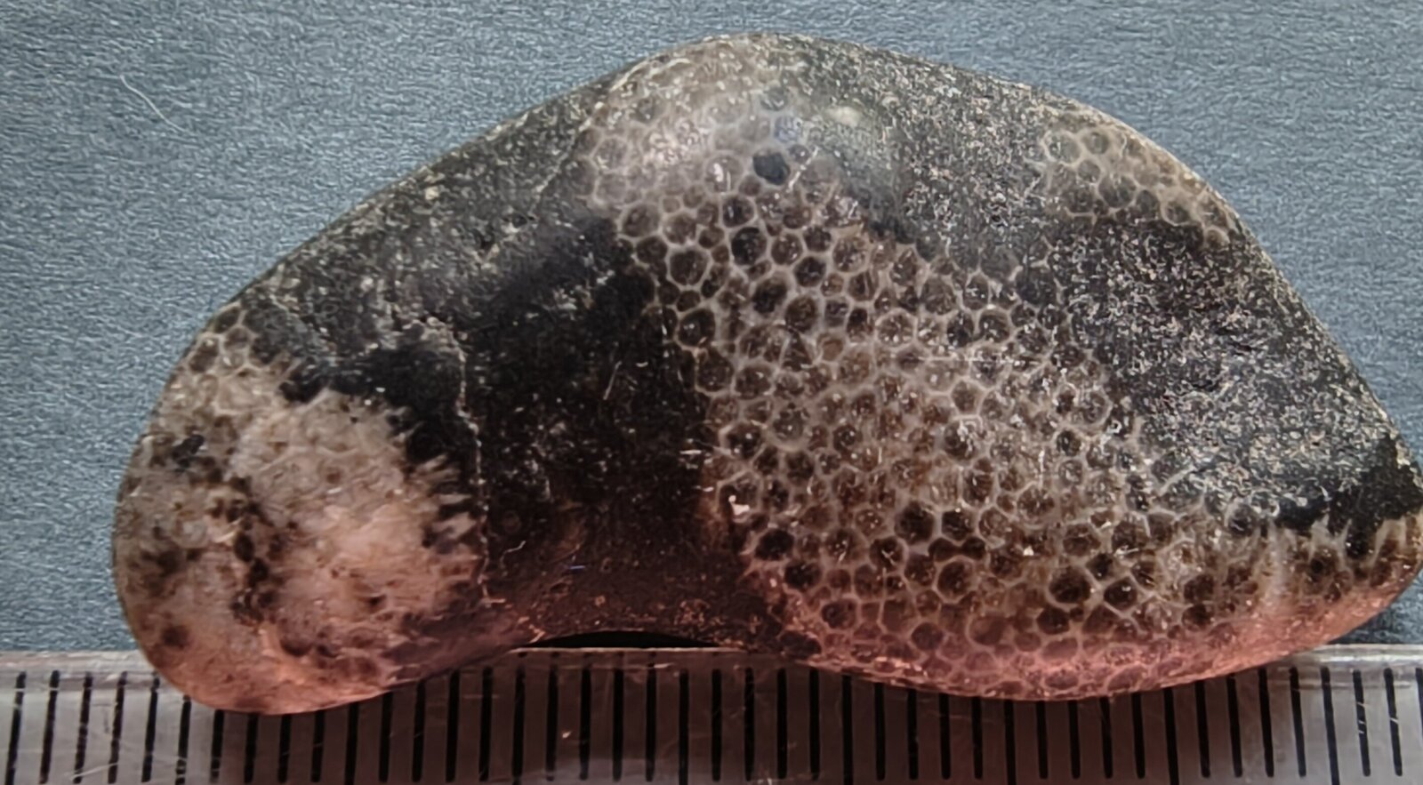 G2 Thamnopora sp. Colonial Tabulate Coral - Ohio - The Fossil Forum
