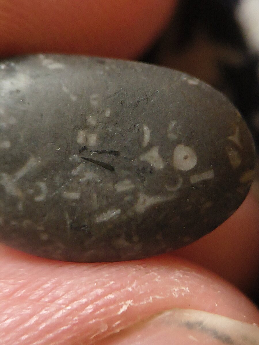 LE36 Crinoid Packstone - Pennsylvania - The Fossil Forum