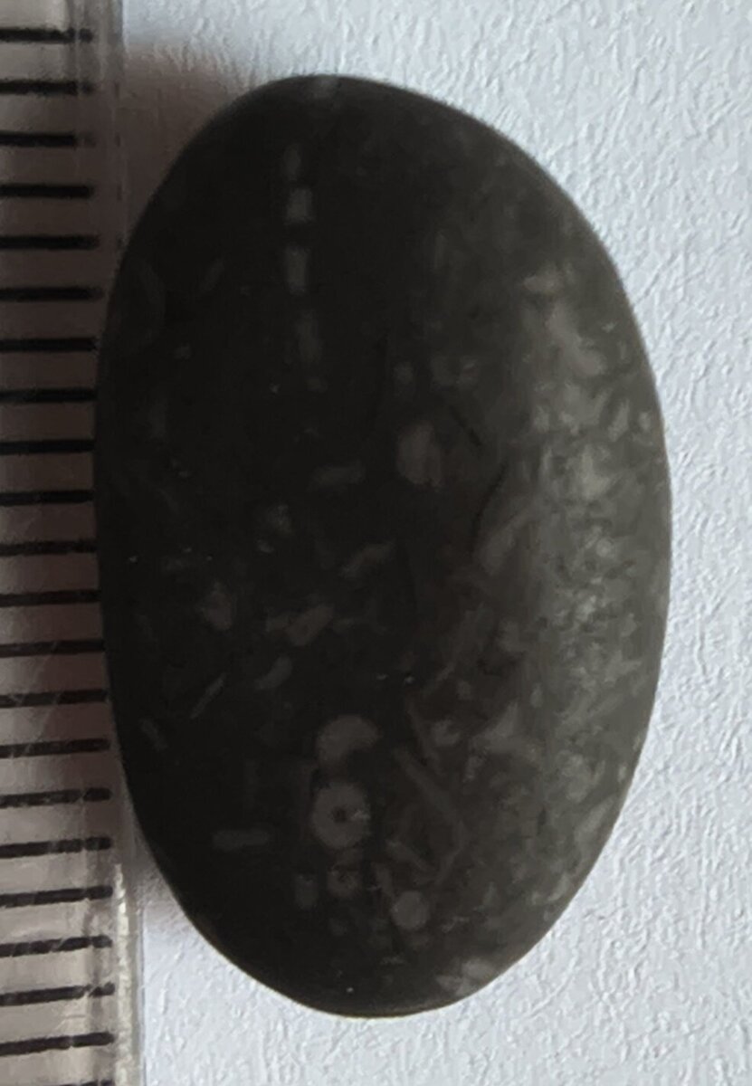 LE36 Crinoid Packstone - Pennsylvania - The Fossil Forum