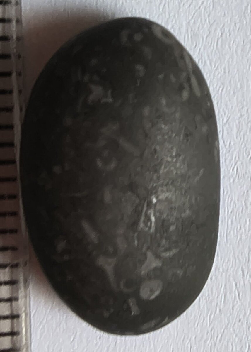 LE36 Crinoid Packstone - Pennsylvania - The Fossil Forum