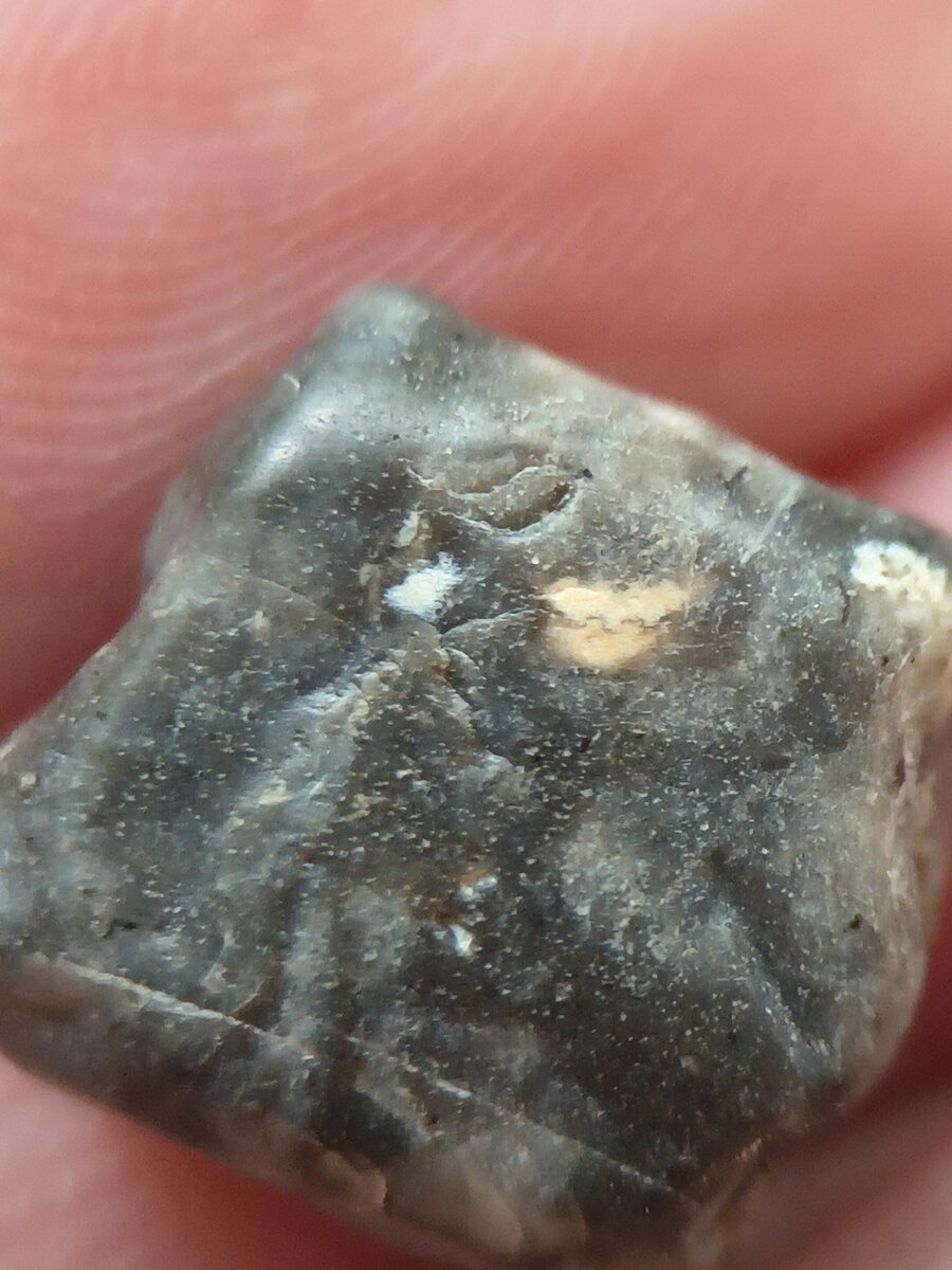 LE38 Crinoid Piece - Pennsylvania - The Fossil Forum