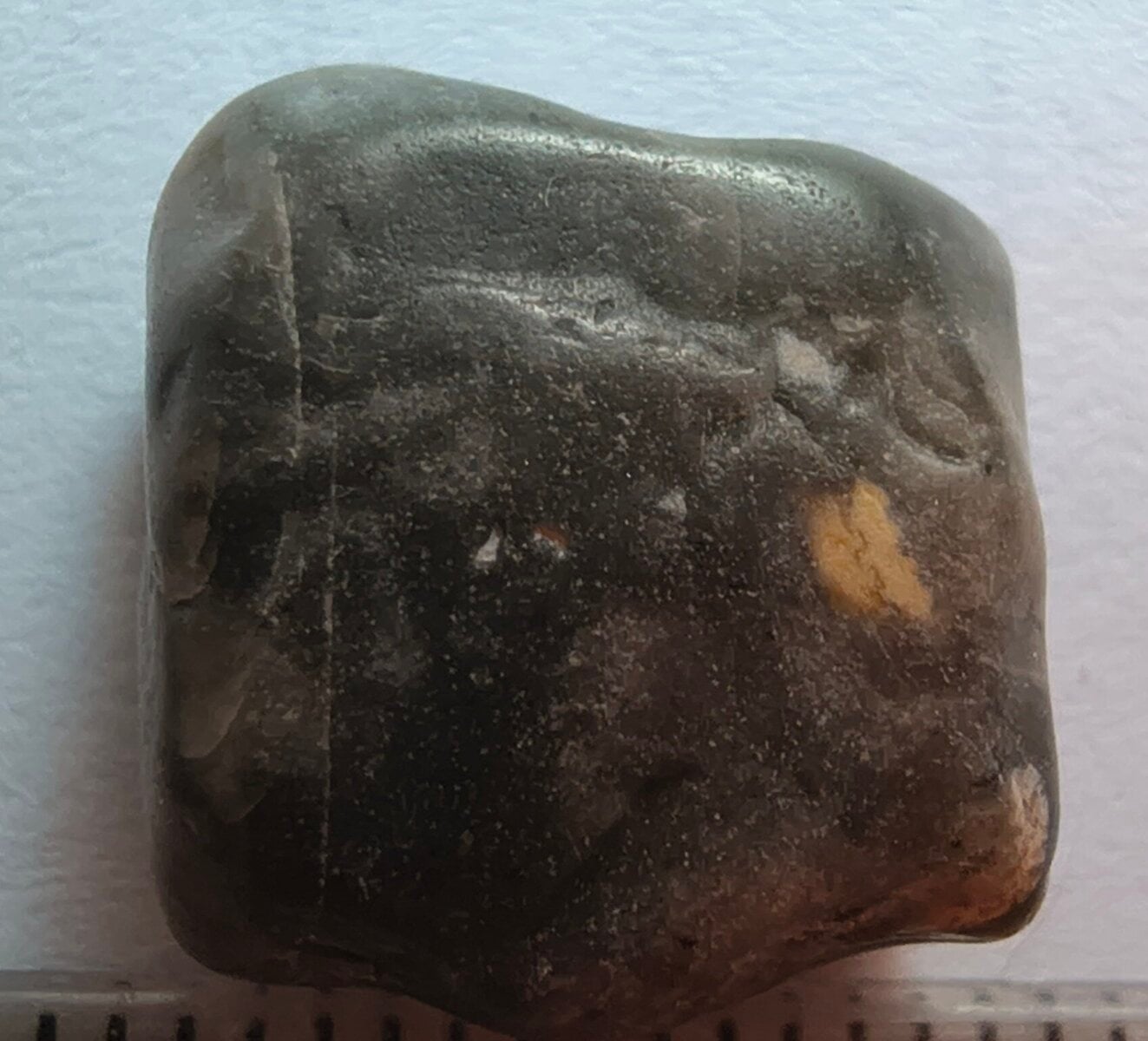 LE38 Crinoid Piece - Pennsylvania - The Fossil Forum