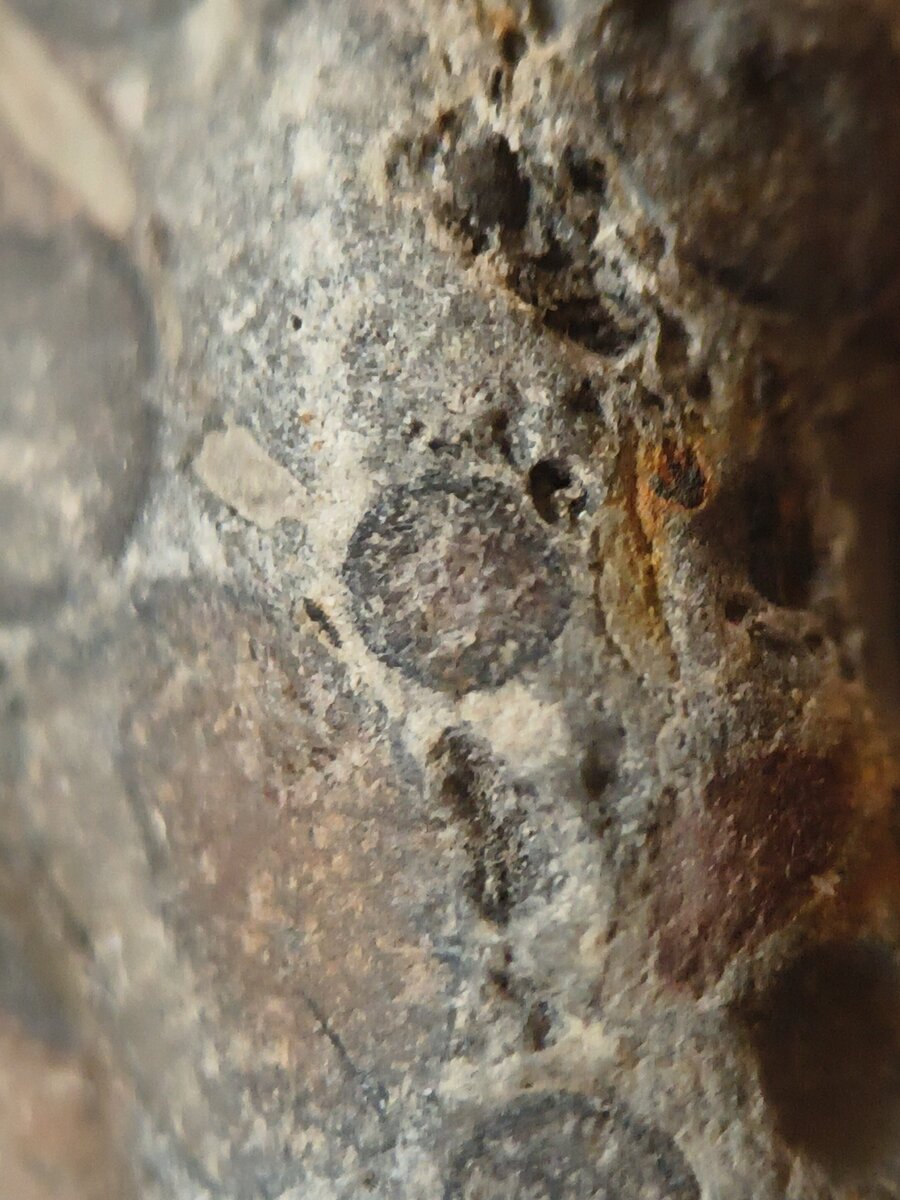 RR9 Ribbed Bivalve shell and conglomerate - Pennsylvania - The Fossil Forum