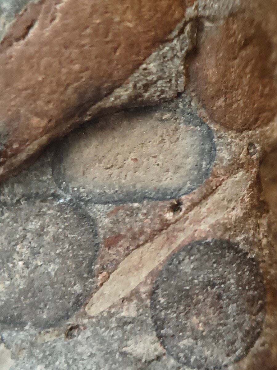 RR9 Ribbed Bivalve shell and conglomerate - Pennsylvania - The Fossil Forum