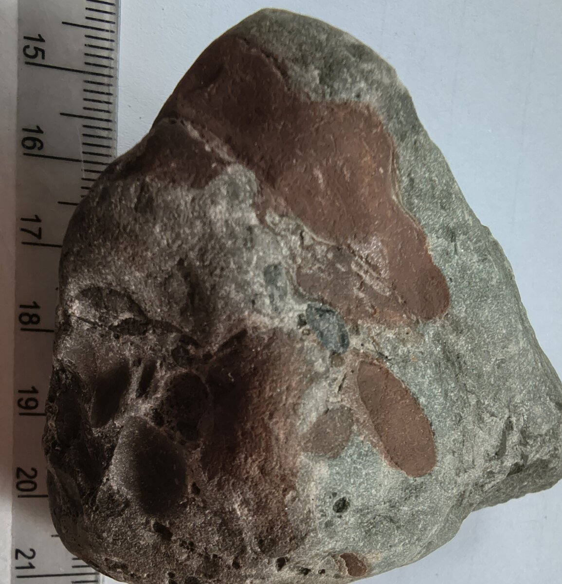 RR9 Ribbed Bivalve shell and conglomerate - Pennsylvania - The Fossil Forum